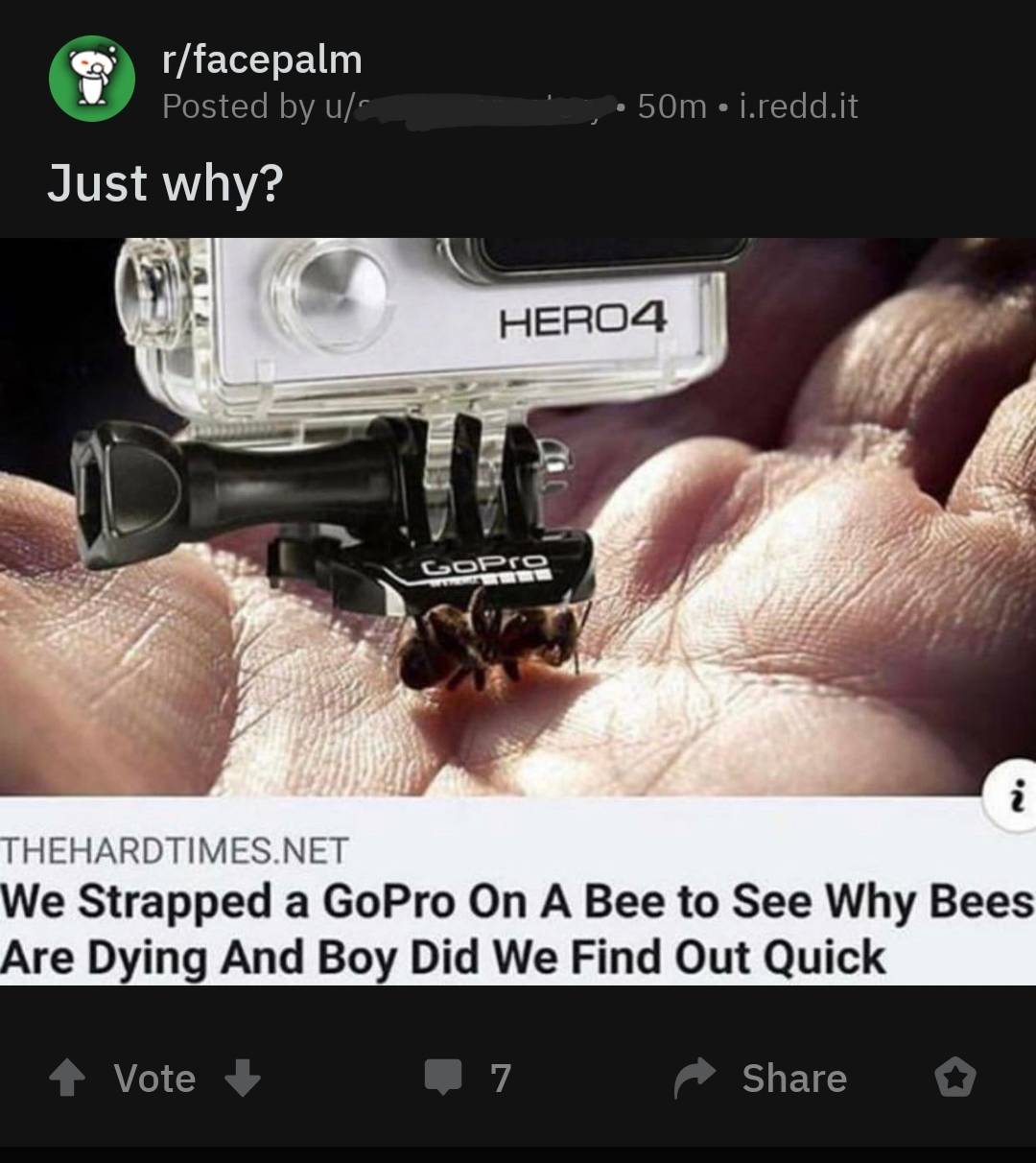 Honey Onion | Scrolller