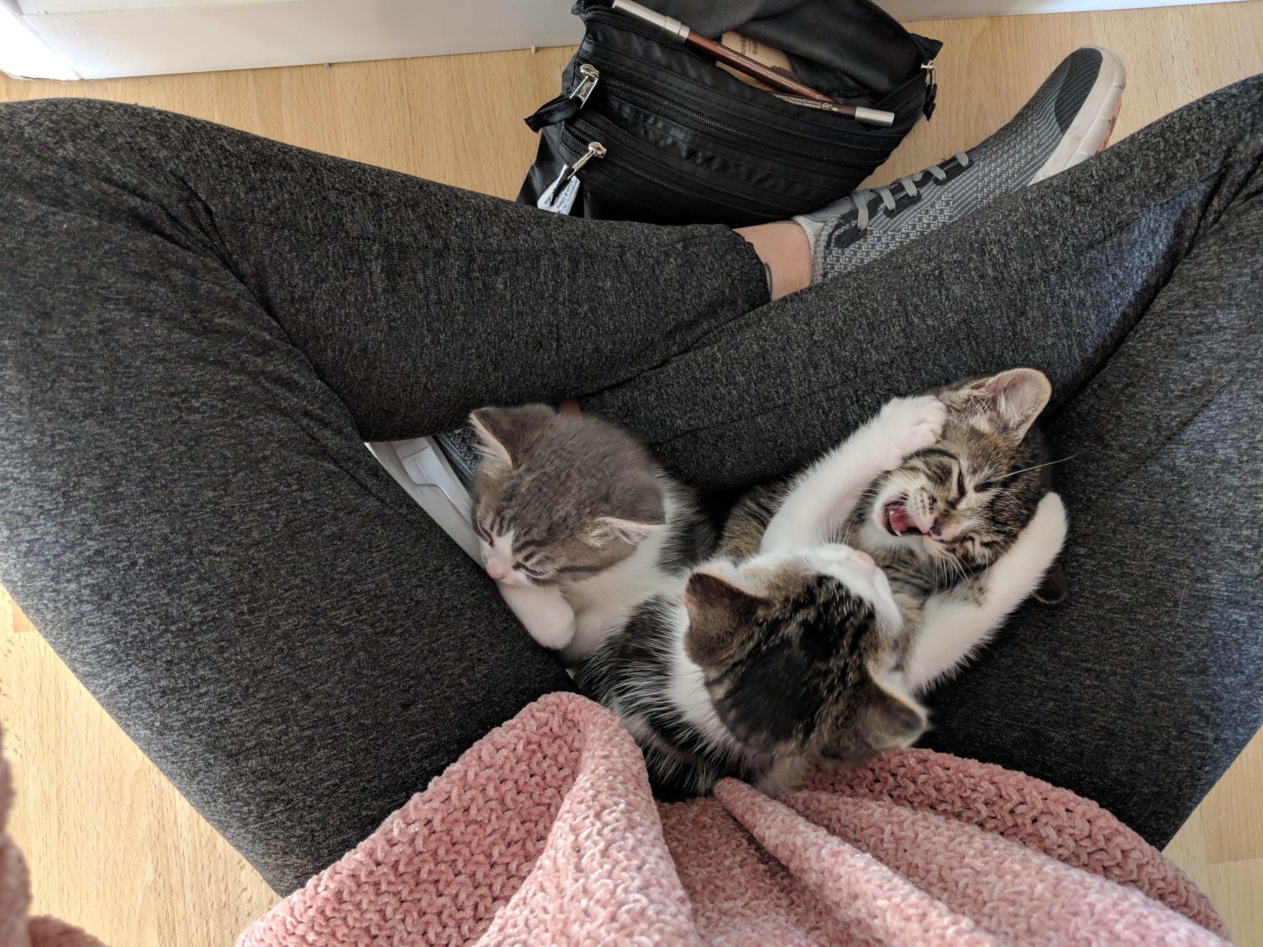 Hooman lap makes perfect brawl location | Scrolller