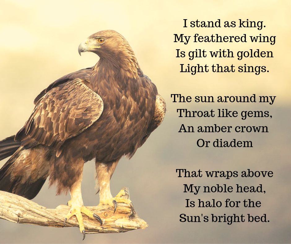 Hope its okay to post poem on Golden Eagle | Scrolller