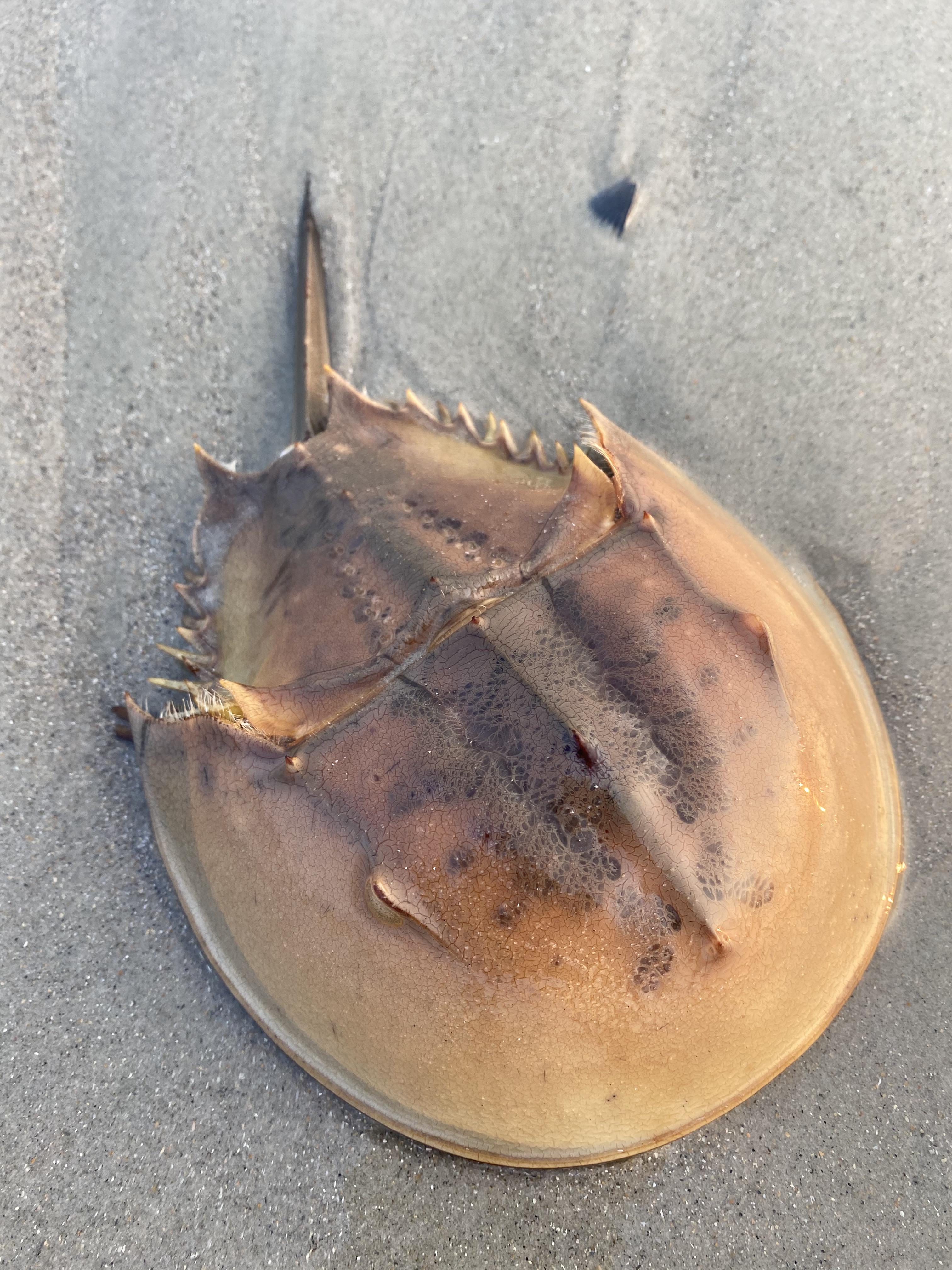 Horseshoe crab | Scrolller