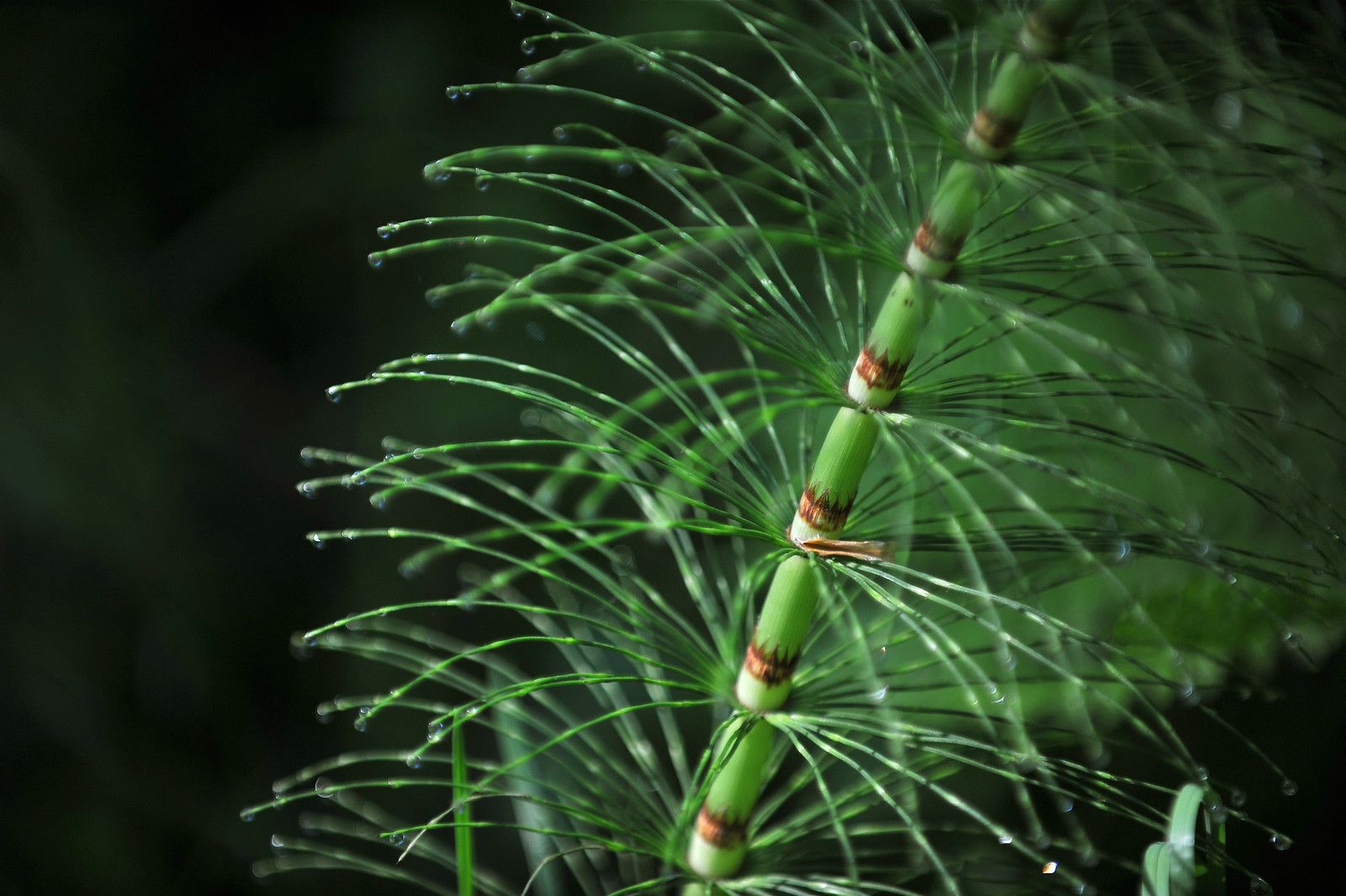 Horsetail plant (Equisetum) | Scrolller