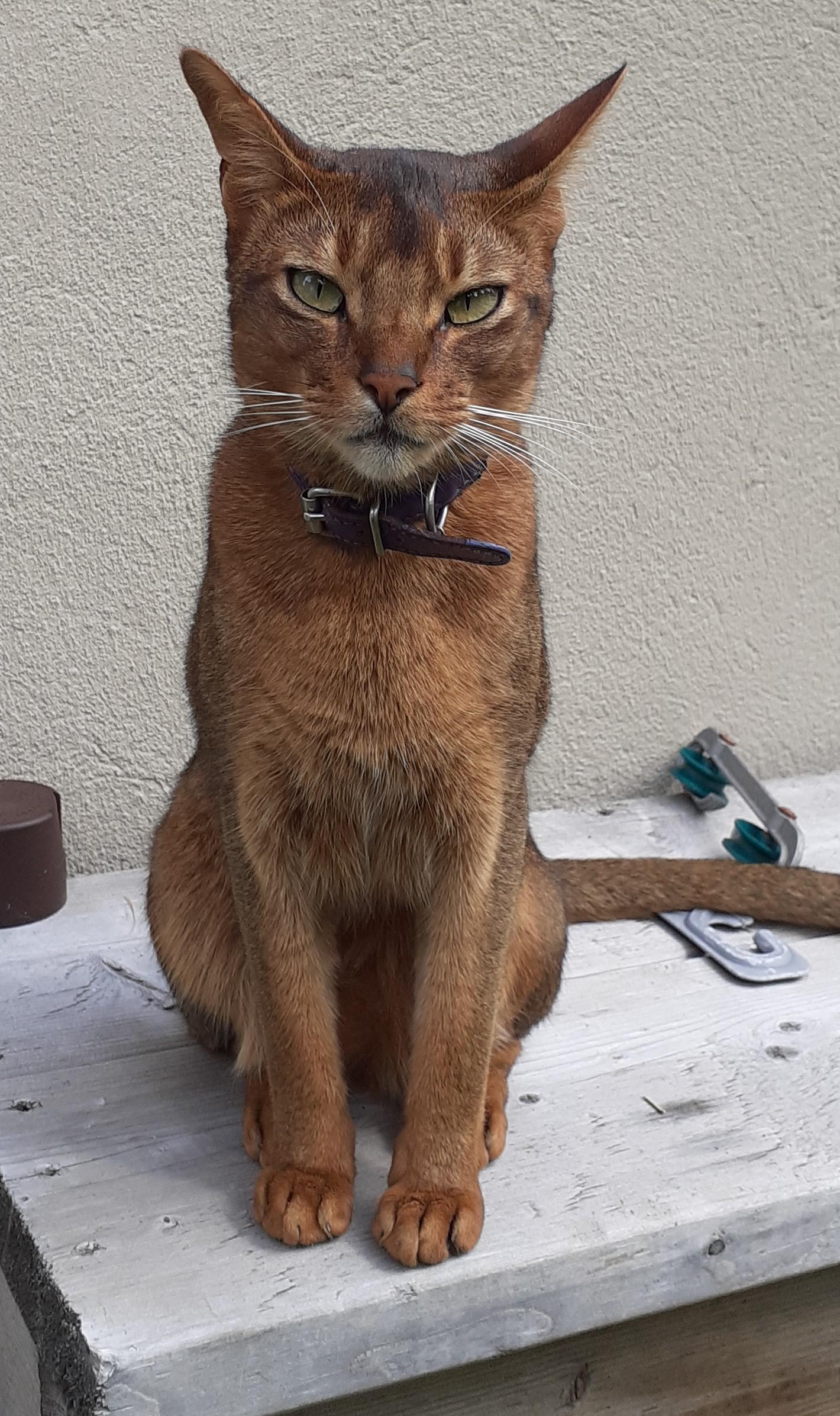 Hot dang, I like my cat. | Scrolller