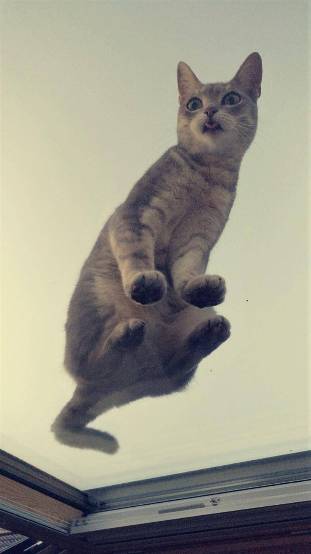 Hover Blep | Scrolller