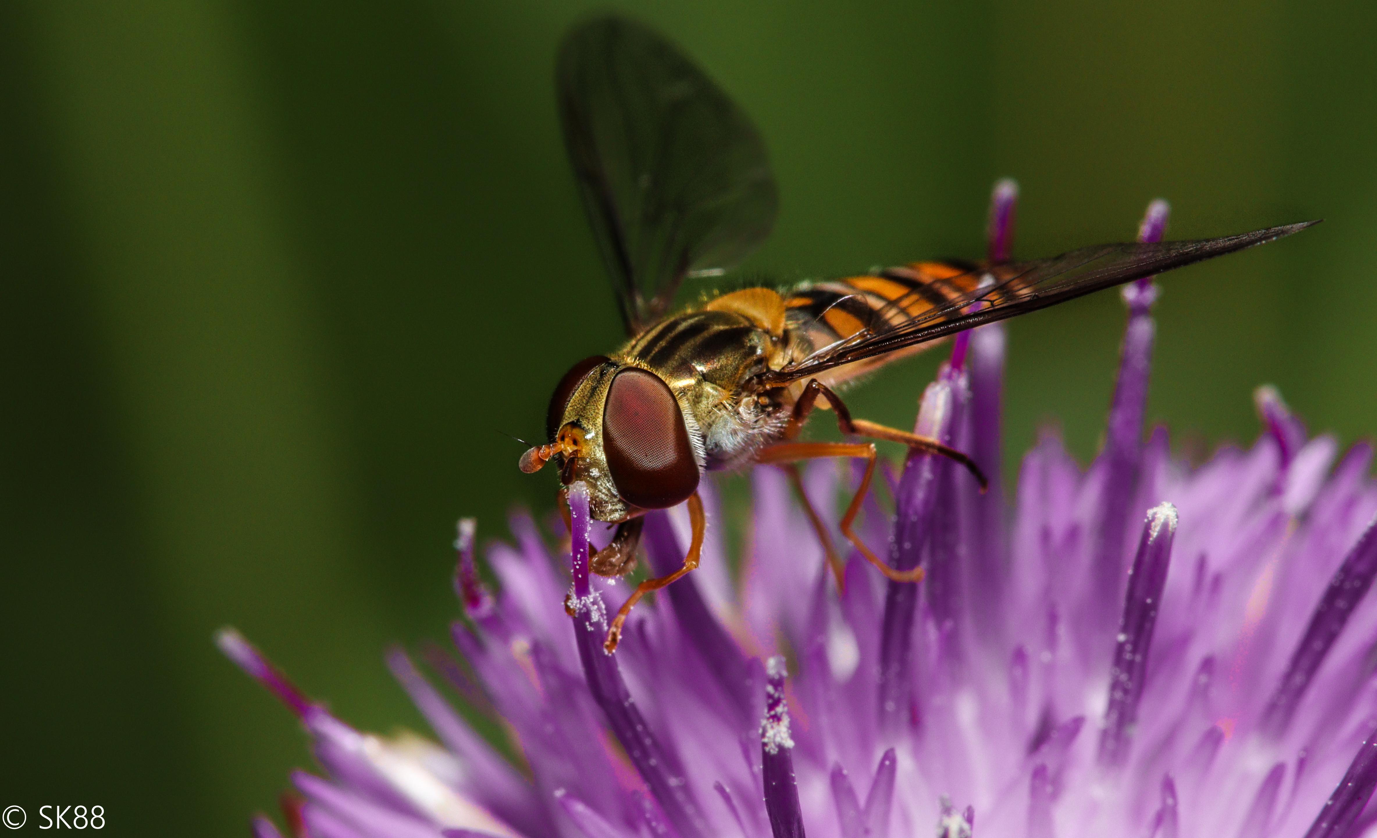 Hover Fly Close Up | Scrolller