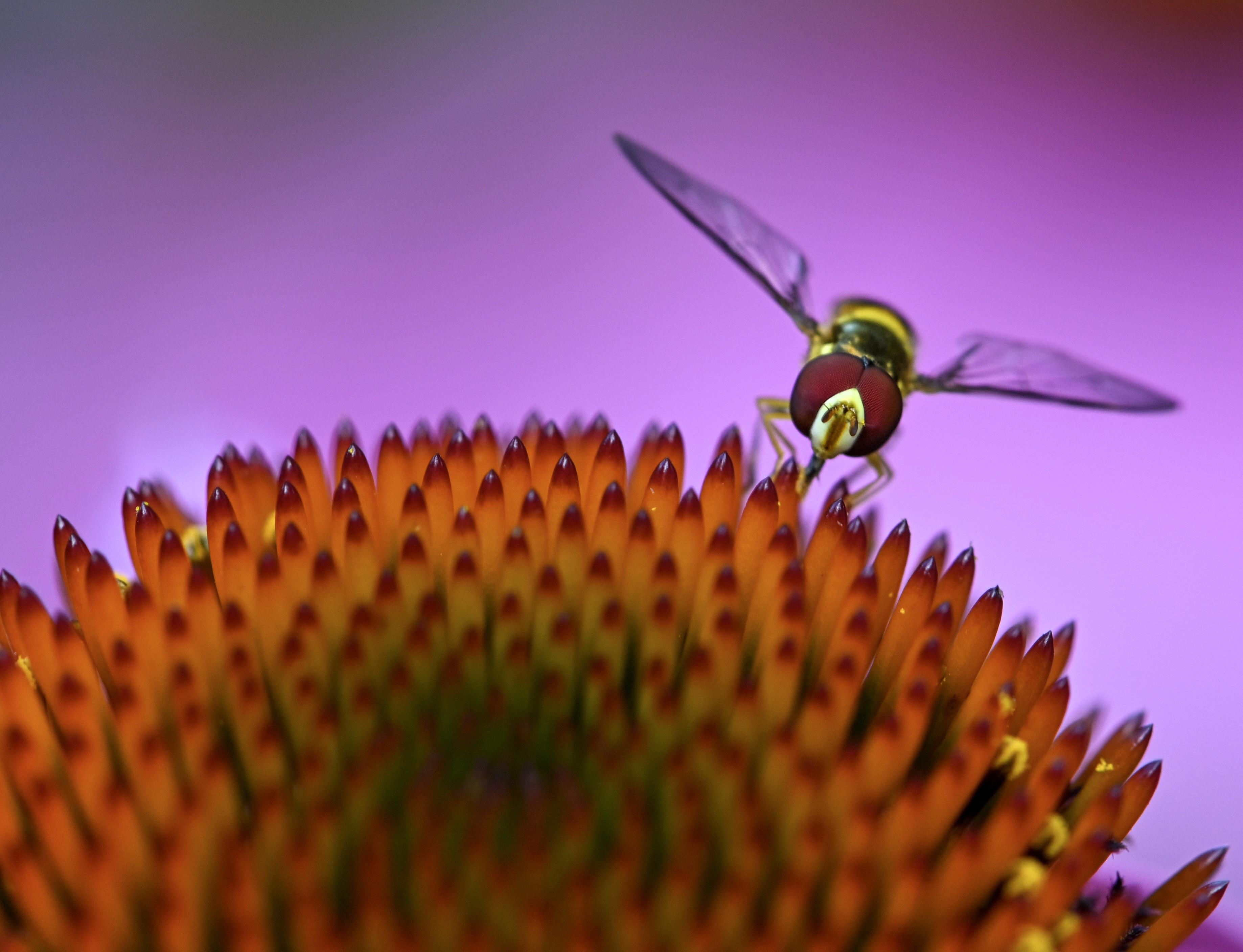 Hoverfly on echinacea on our wildflower garden [OC] | Scrolller