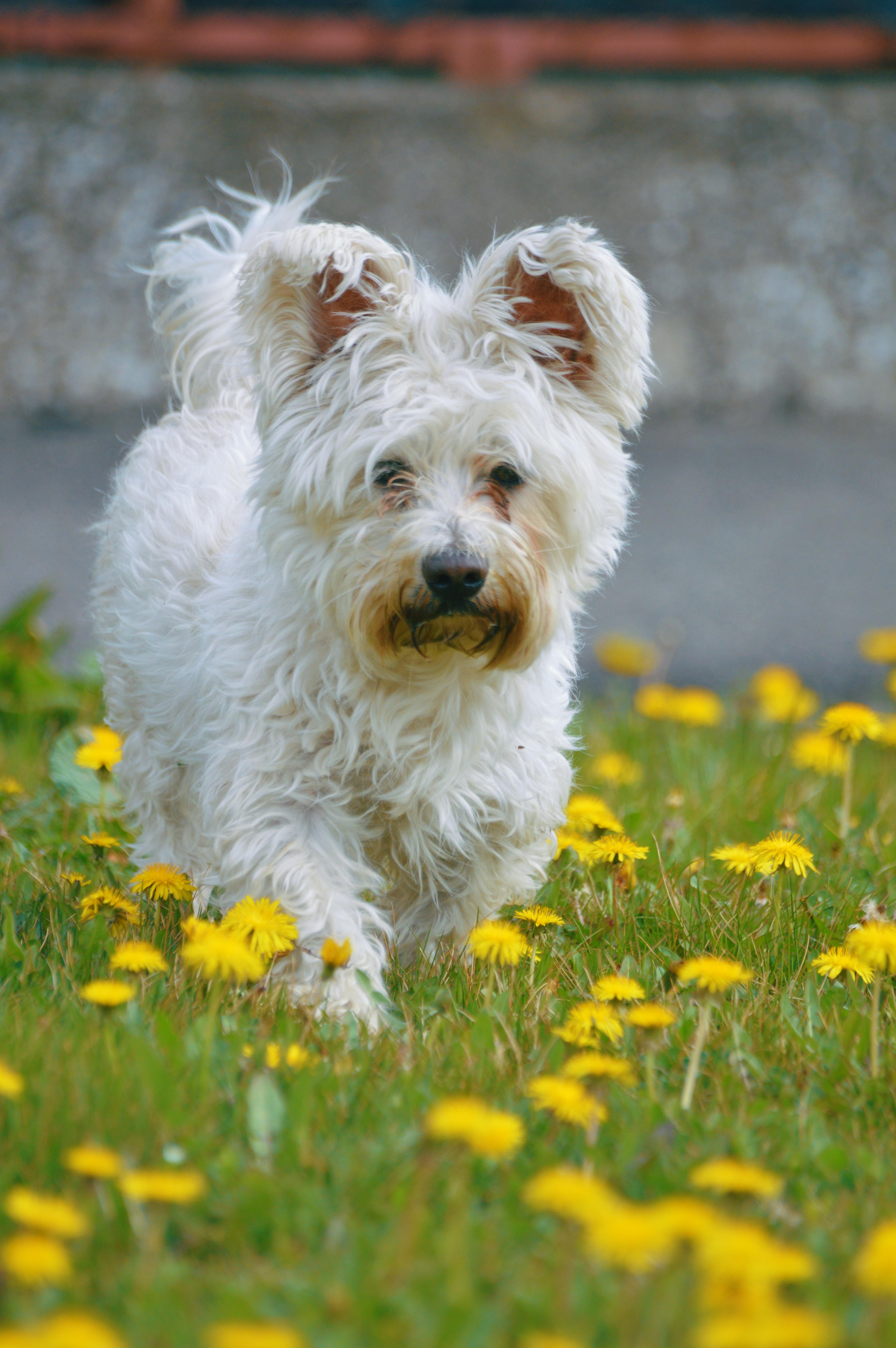 How cute is this doggo? 😍 | Scrolller