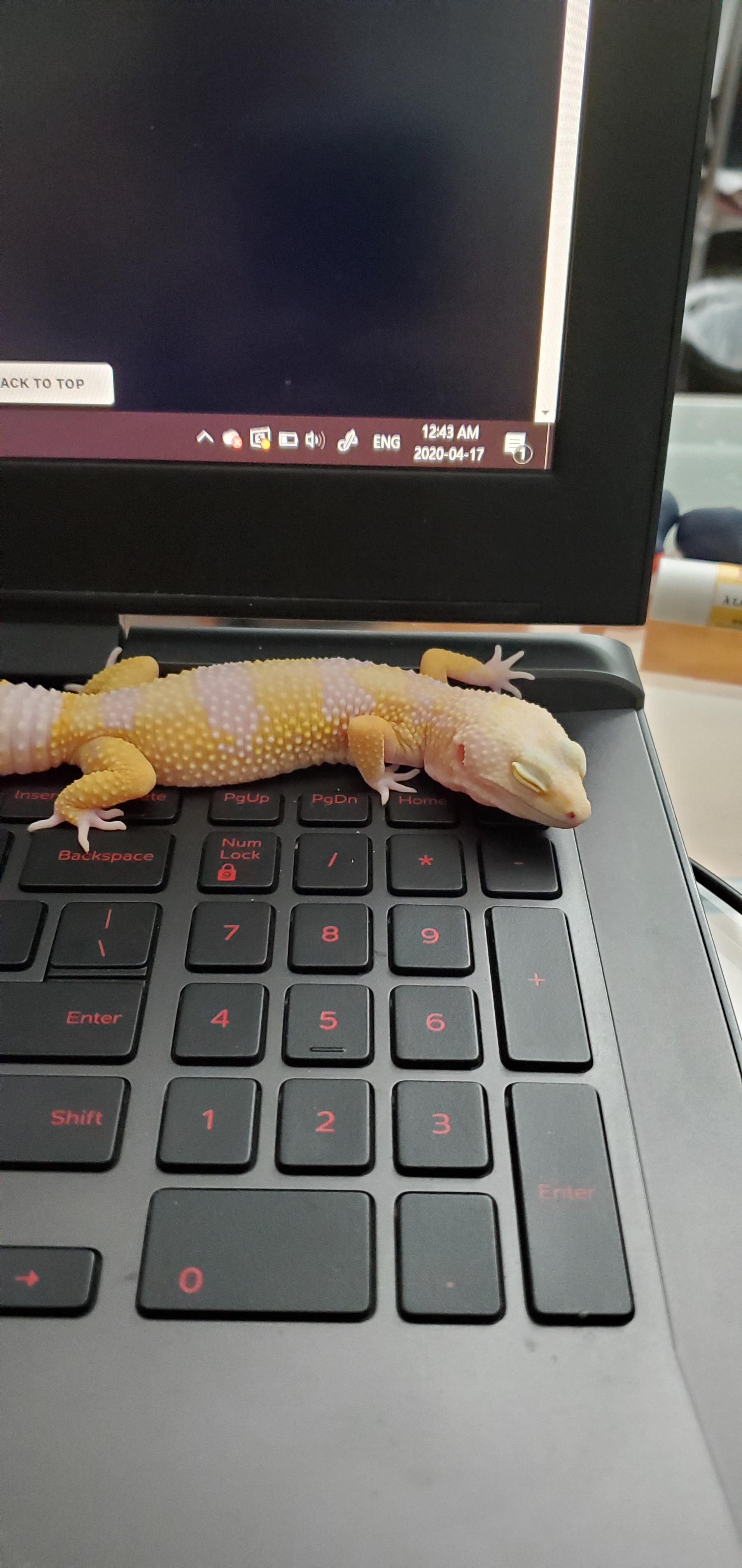 How do I turn off my laptop? | Scrolller