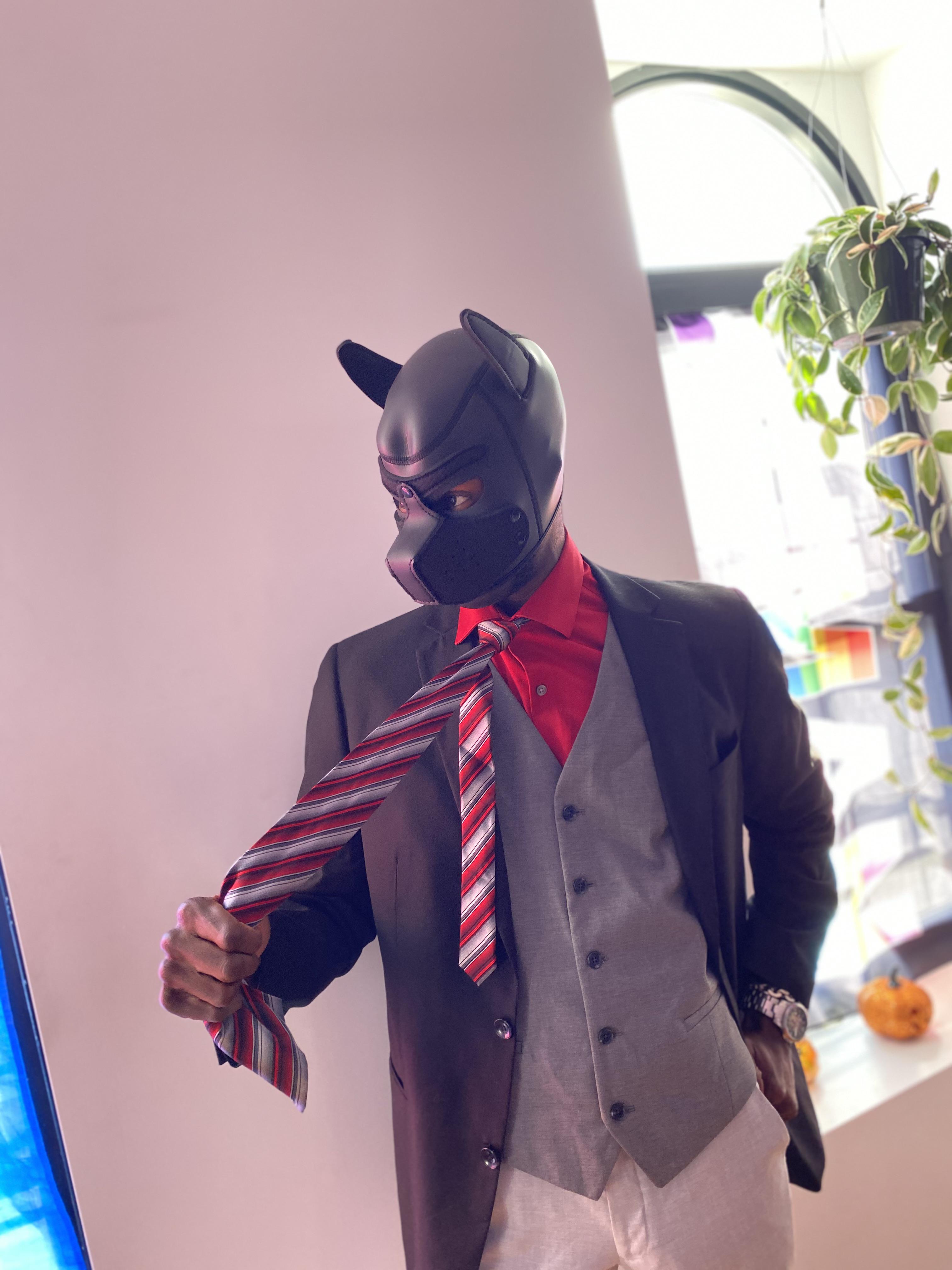 How do like this well dressed Pup? | Scrolller