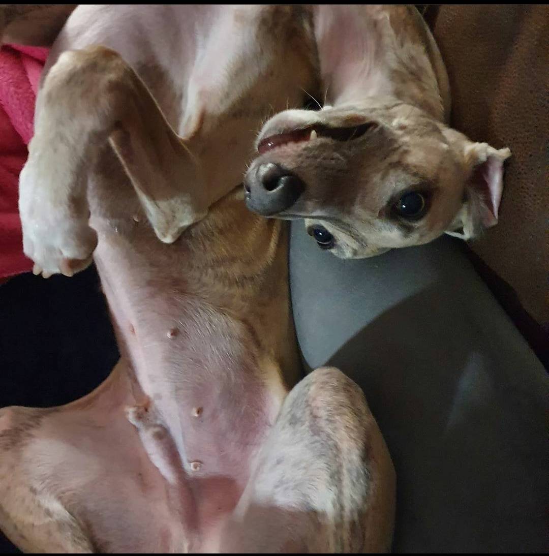 How is this comfortable 😃 gotta love a Whippet, Basil the good boy | Scrolller