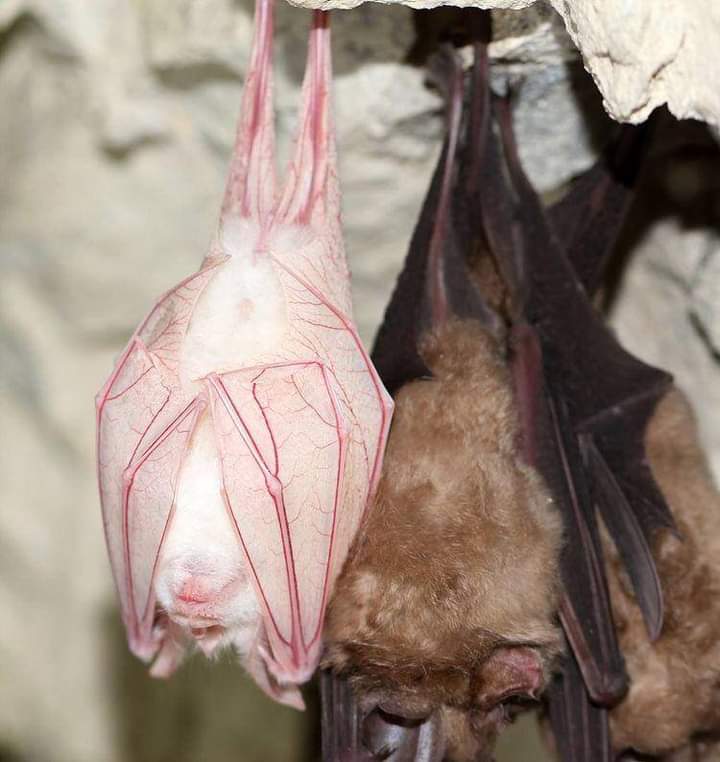 How rare are albino bats? | Scrolller