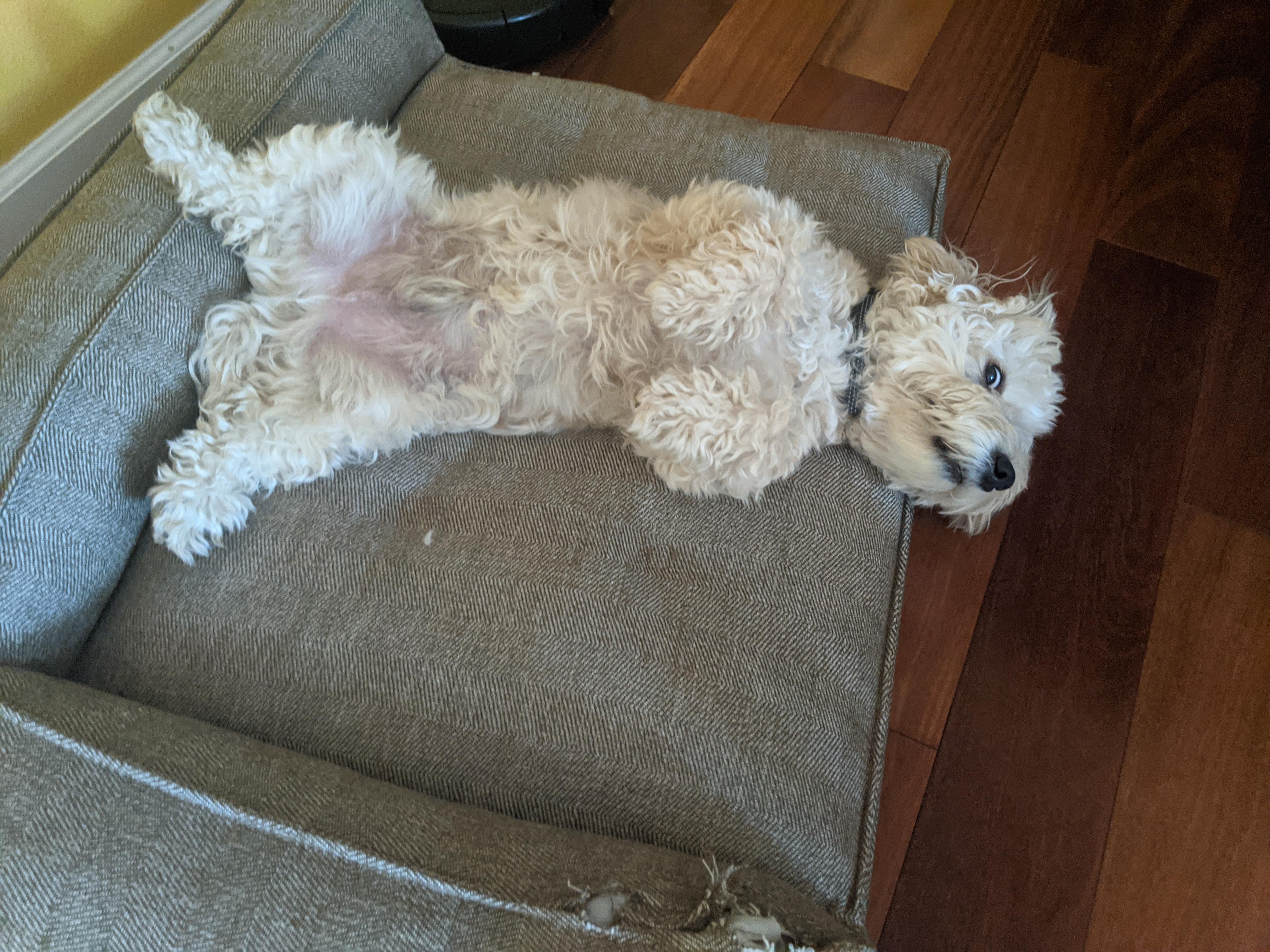 How this little chicken nugget was chilling the other day | Scrolller