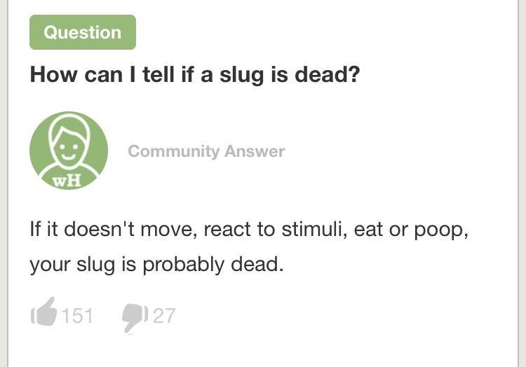 How to Care for Slugs | Scrolller