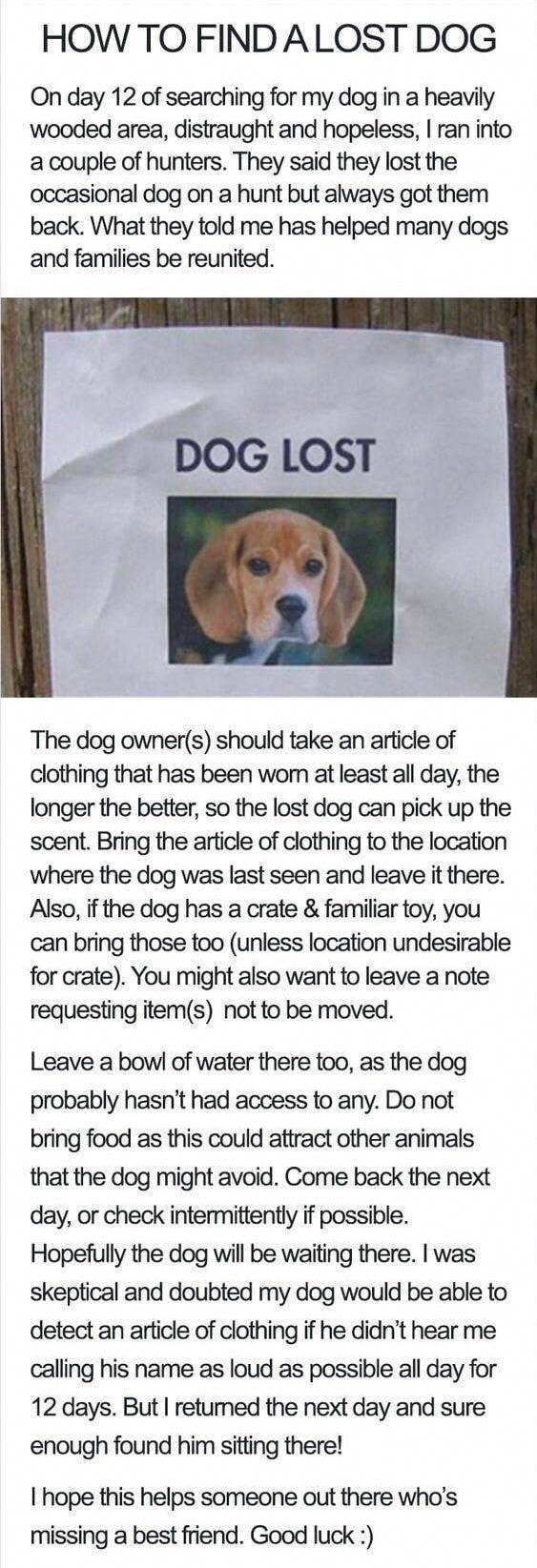 How to find a lost dog | Scrolller