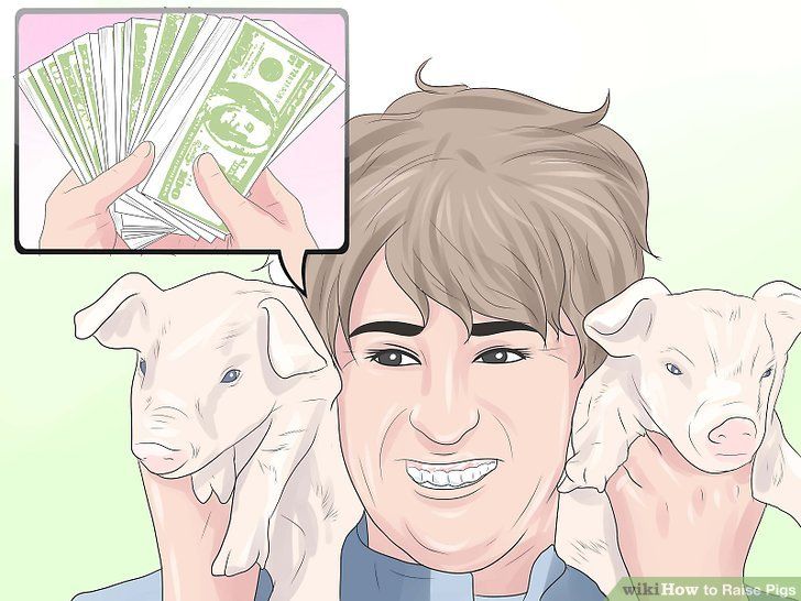 How to Raise Pigs | Scrolller