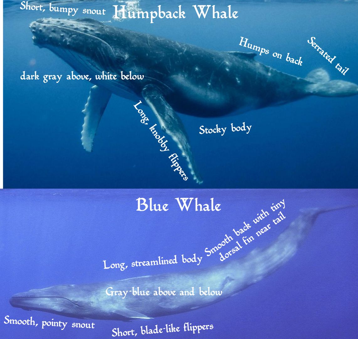 How to tell the difference between Blue Whales and Humpback Whales | Scrolller