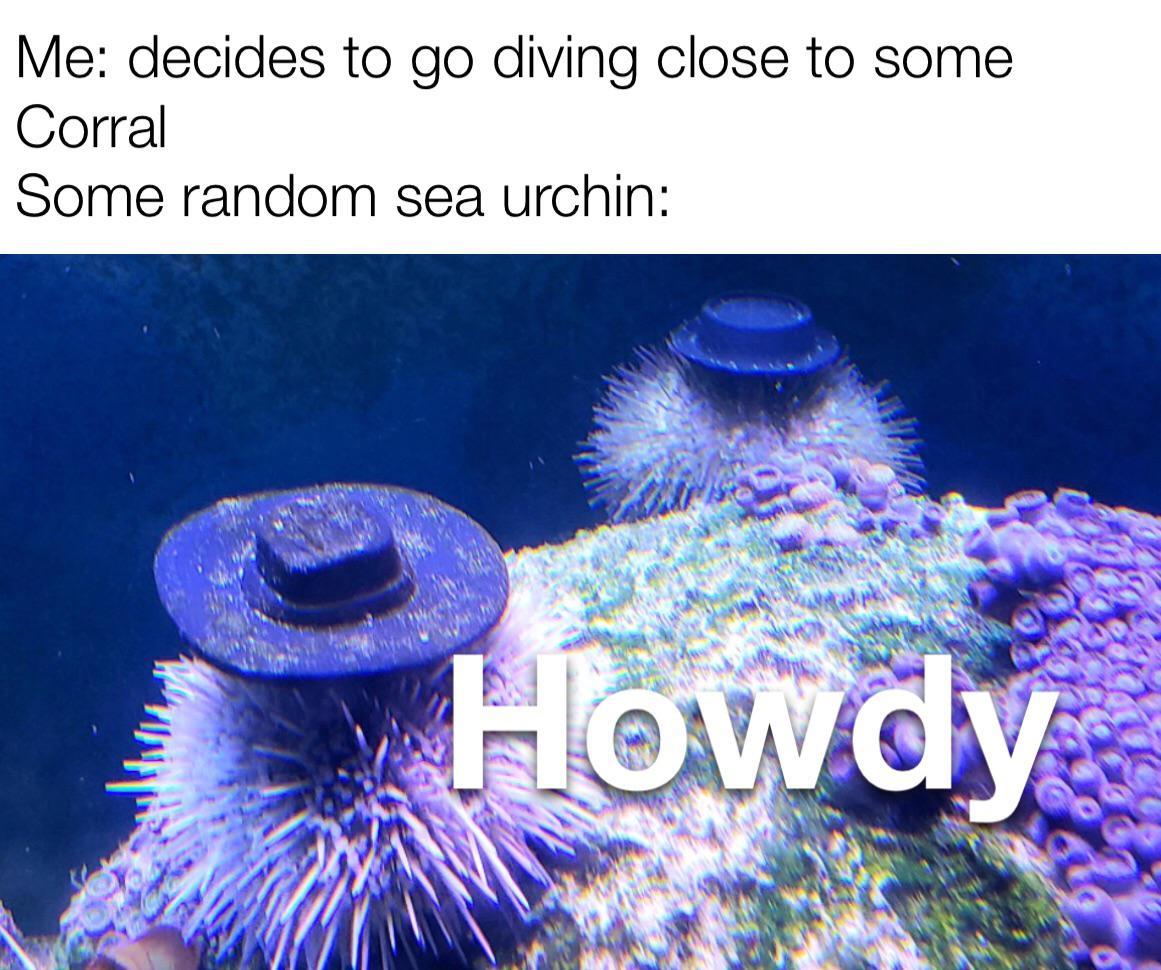 Howdy Pardner | Scrolller