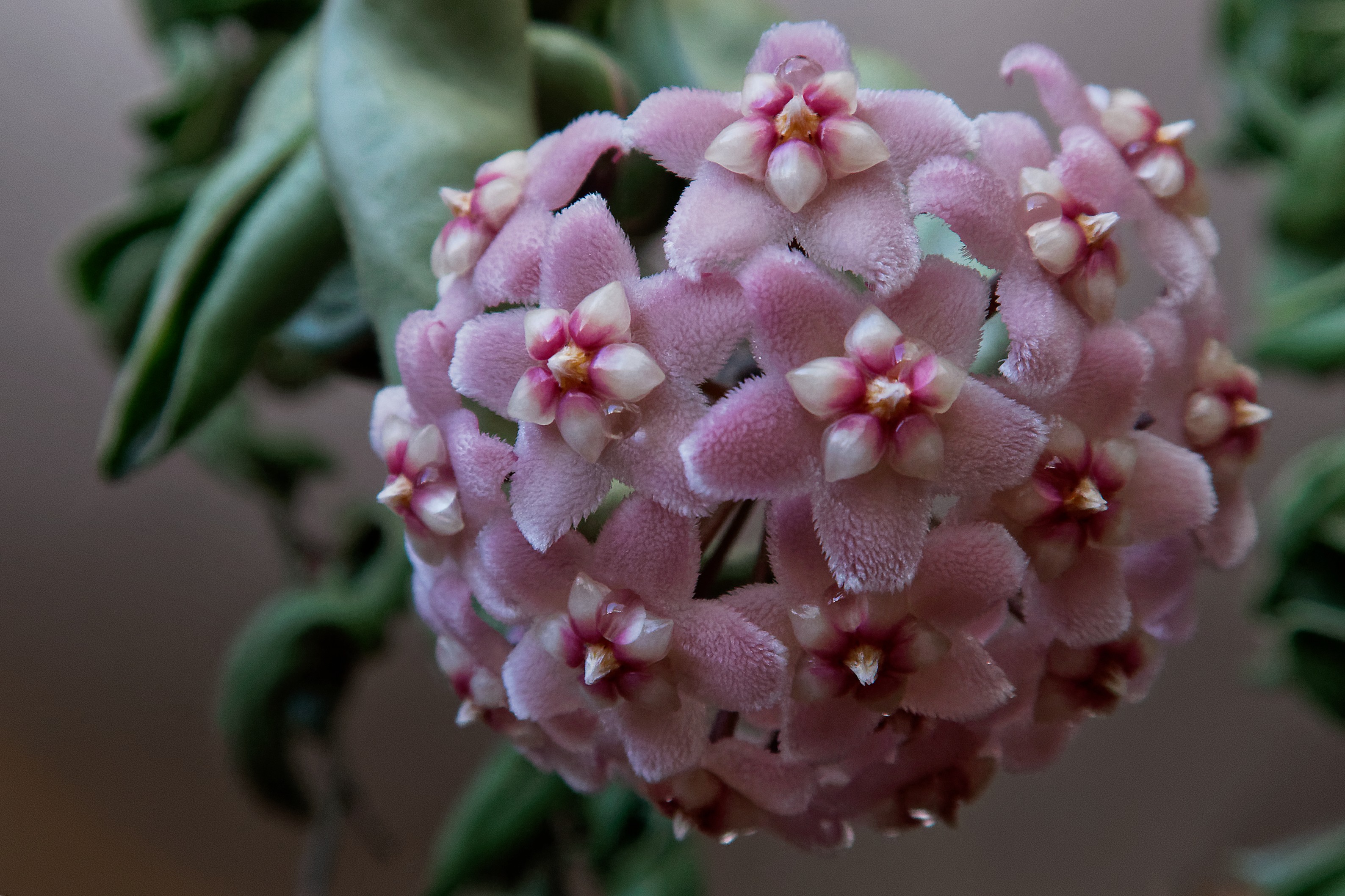 Hoya compacta flower closeup | Scrolller