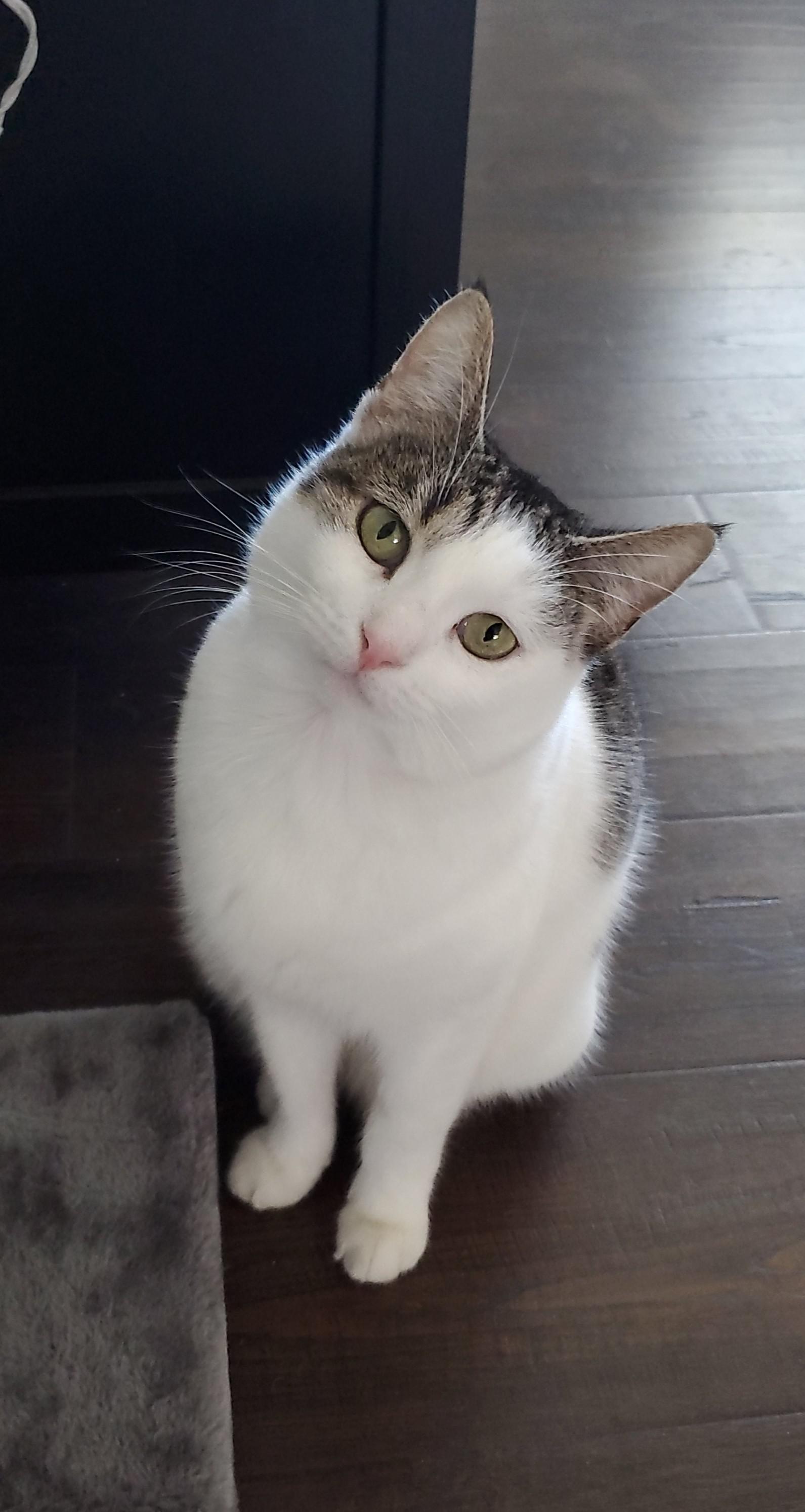 Huh? That wasn't me yelling! I'm too polite to do that. | Scrolller