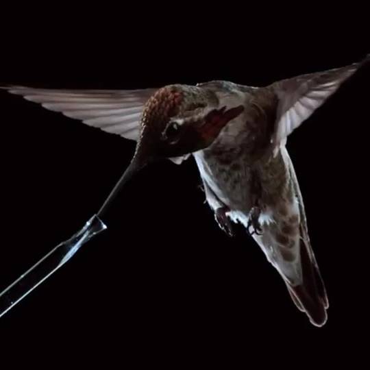 Hummingbird drinking in slow motion | Scrolller