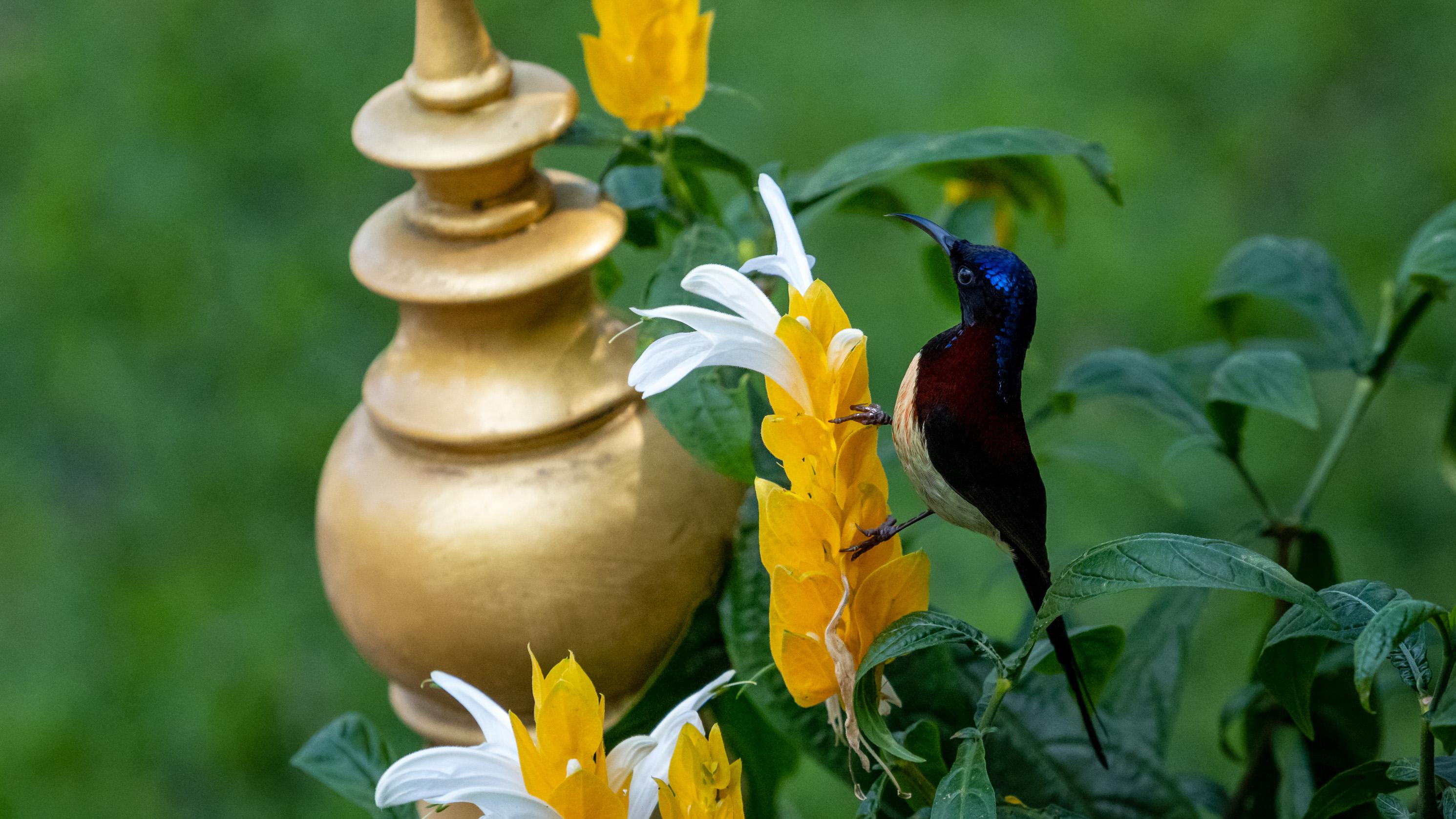 Hummingbird Ish Scrolller