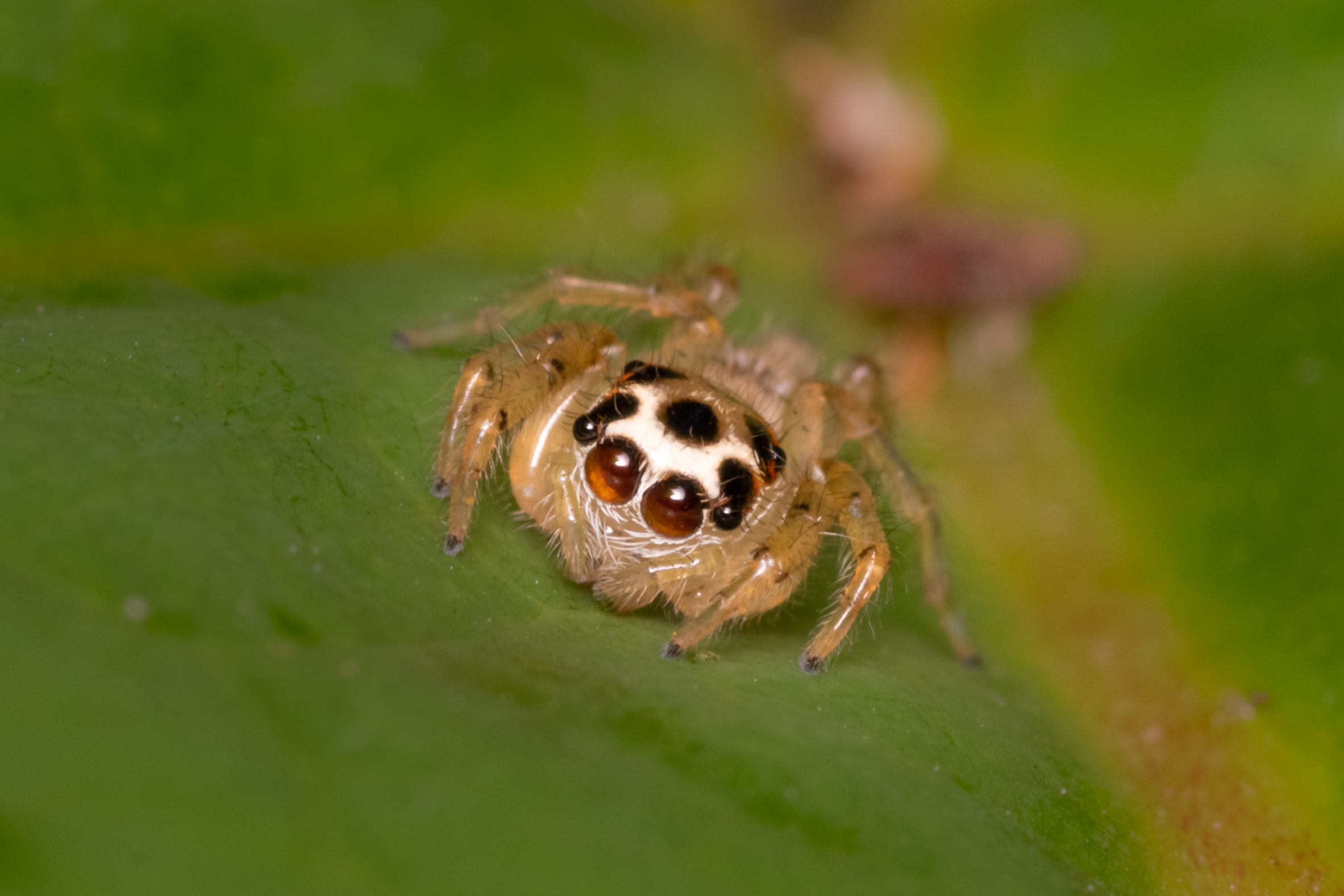Hunched down jumping spider[OC] [2365x1577] | Scrolller