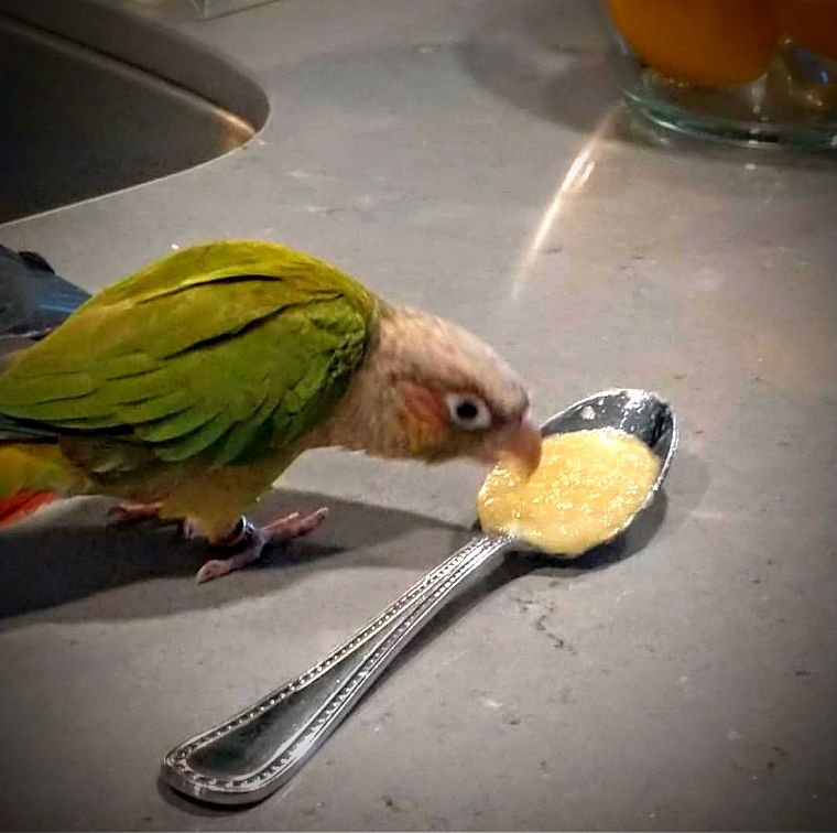 Hungry Birb | Scrolller