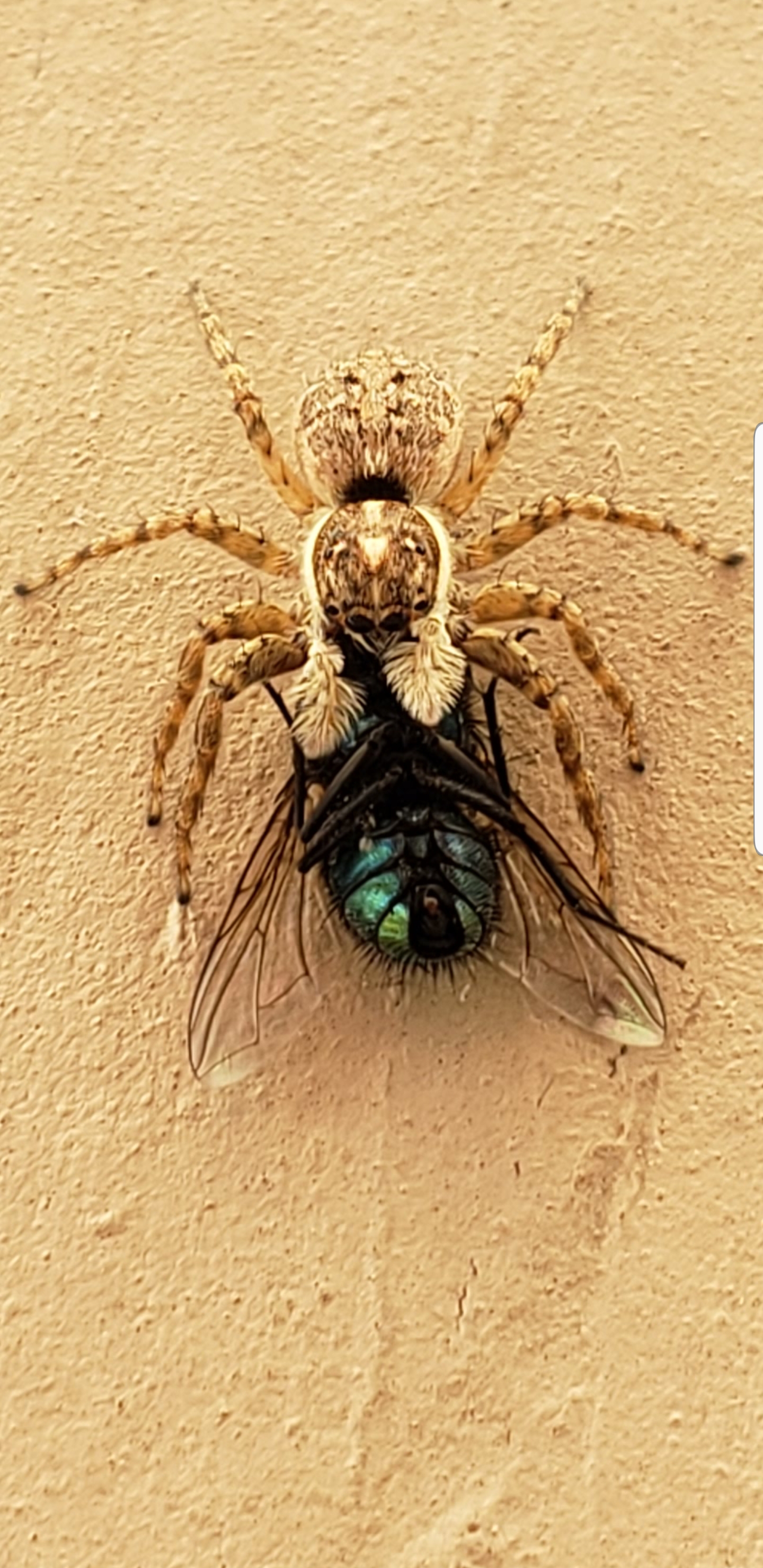 hungry jumping spider | Scrolller