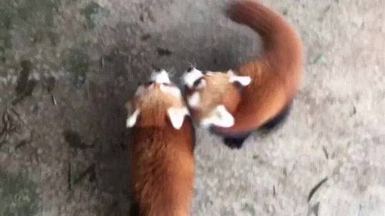 Hungry red panda twins | Scrolller