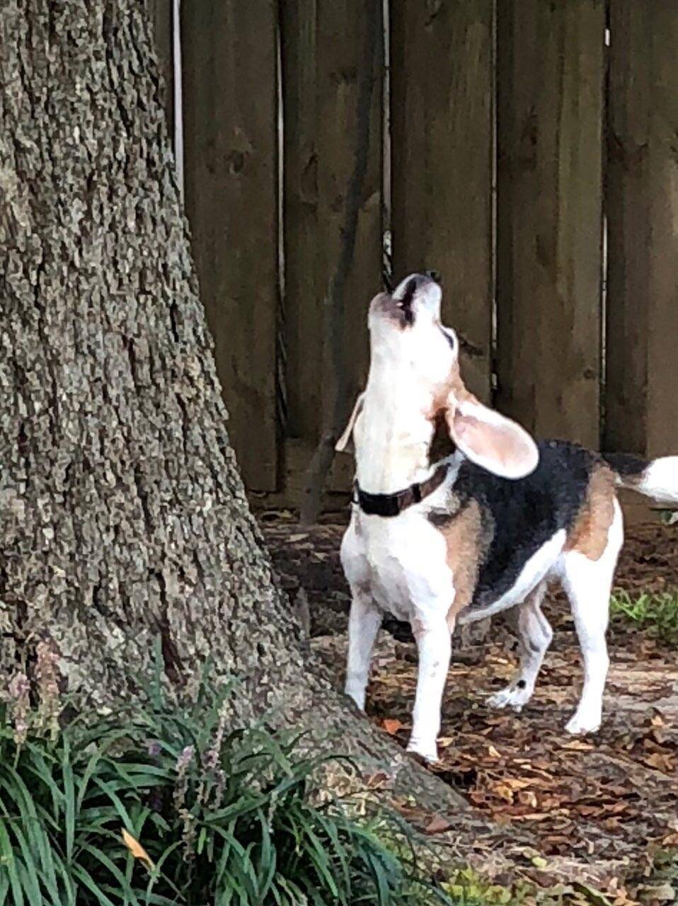 Hunting squirrels ... | Scrolller