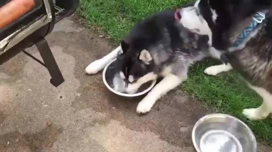 Husky Blowing Bubbles | Scrolller