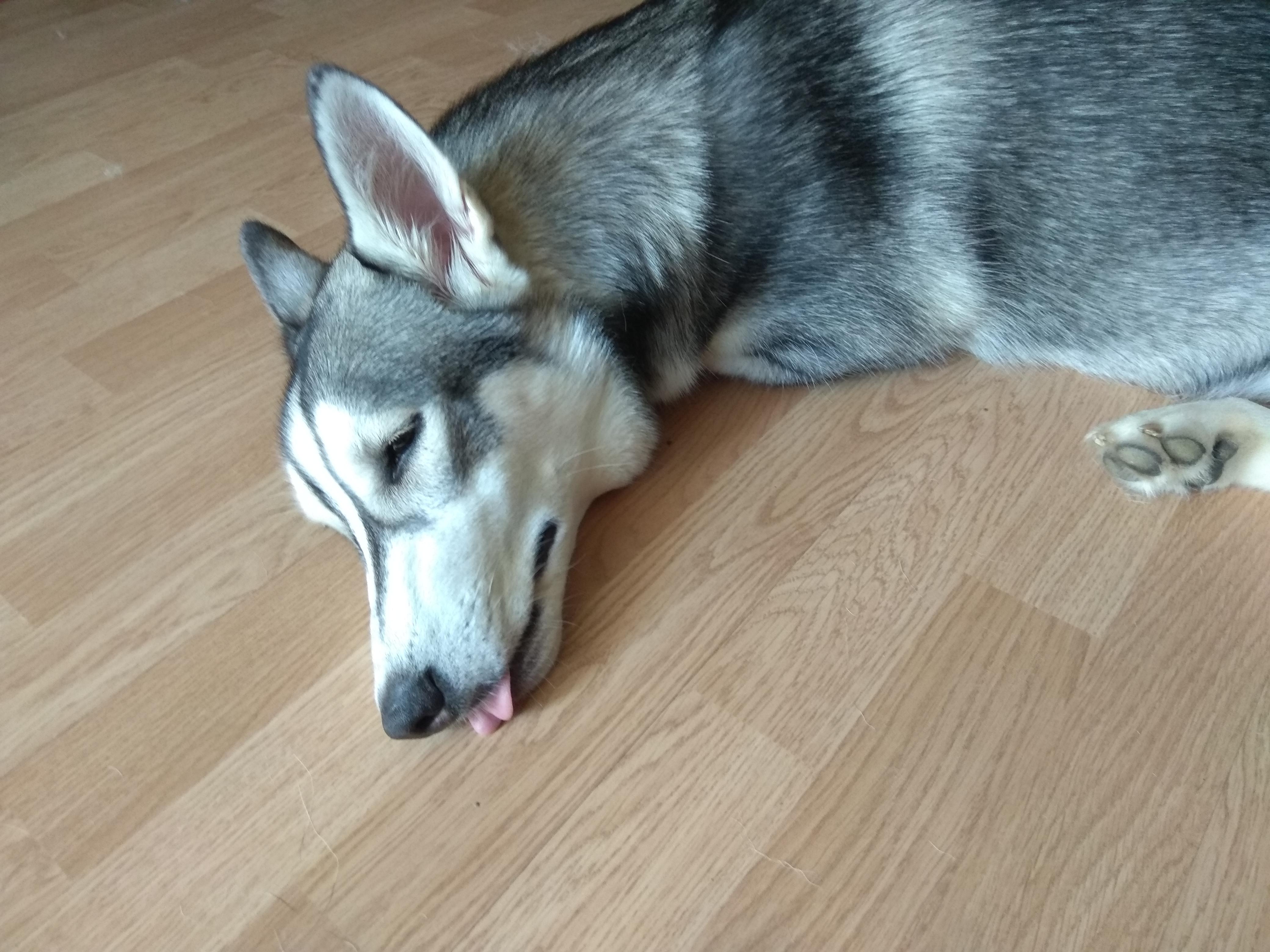 Husky puppy blop | Scrolller
