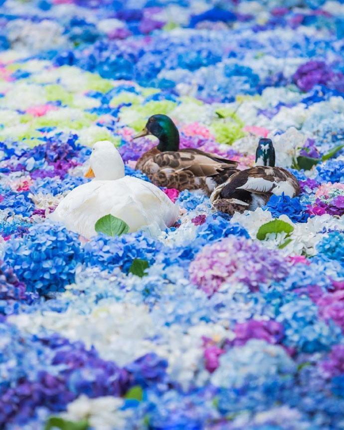 Hydrangea and ducks | Scrolller