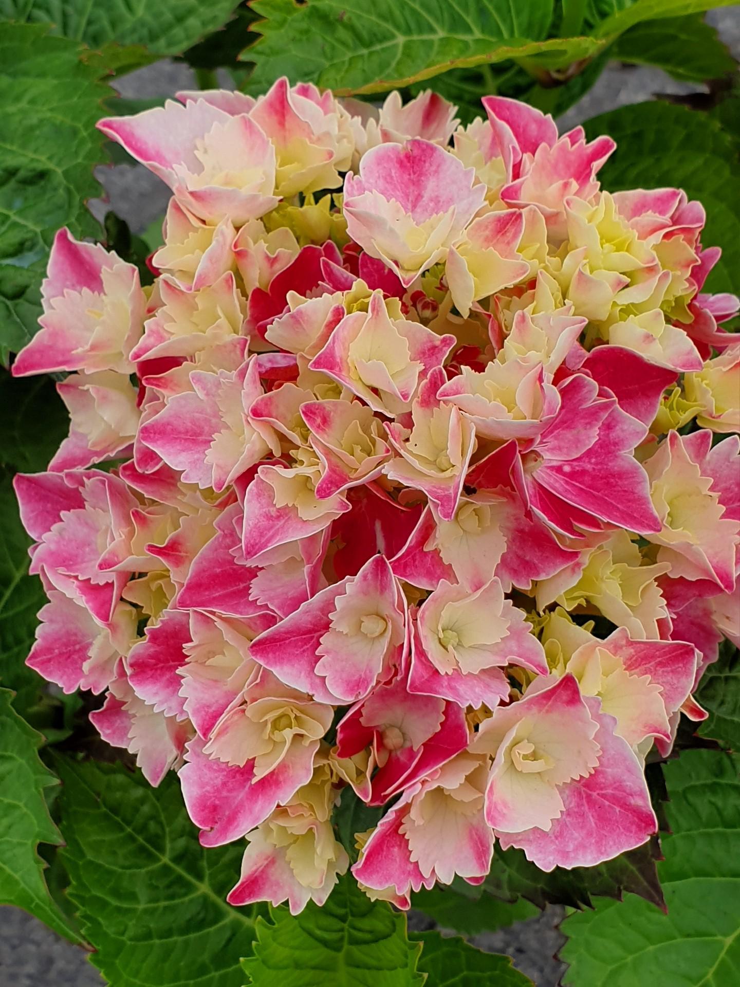 Hydrangea "Pink Marble" | Scrolller