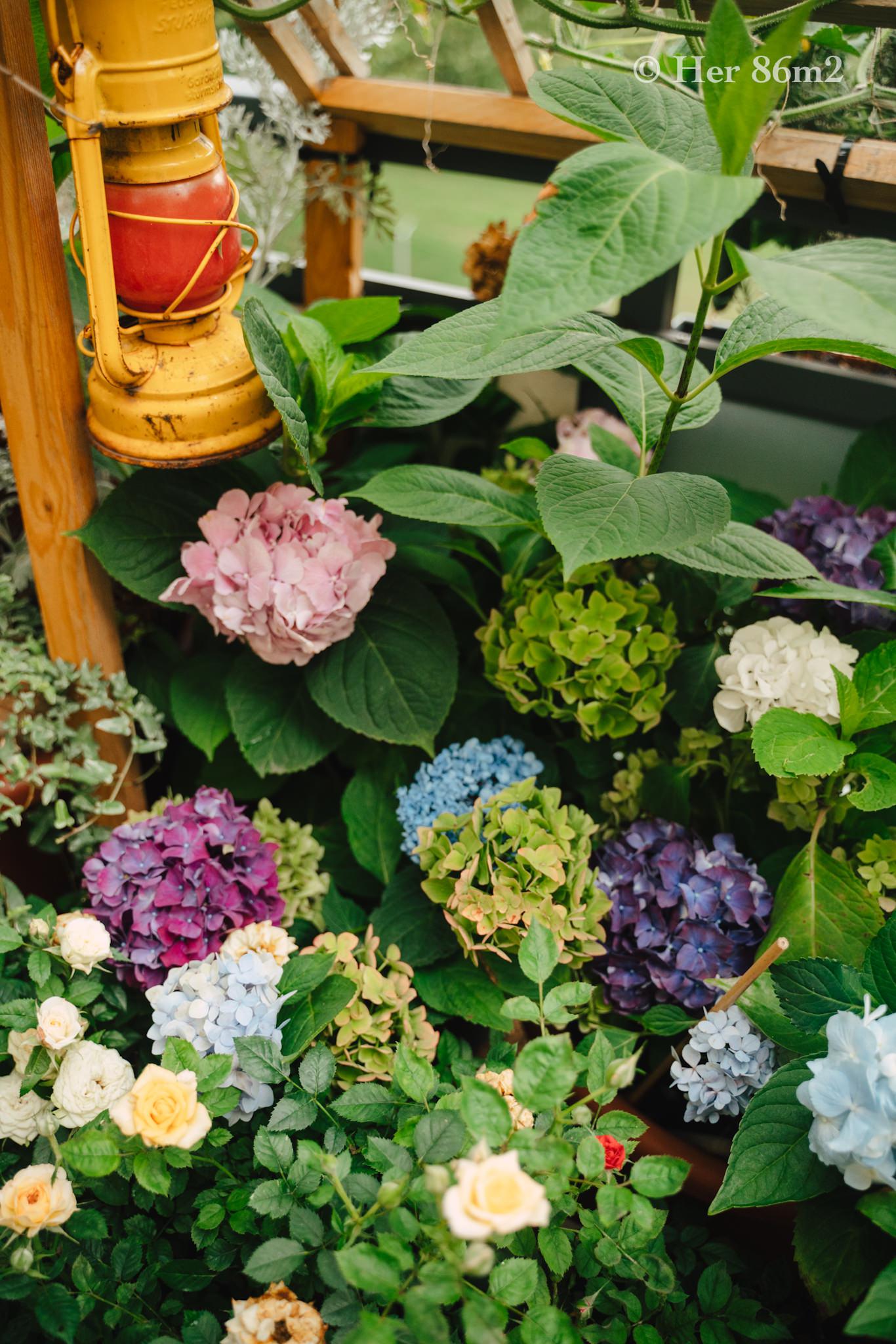 Hydrangeas on our balcony garden | Scrolller