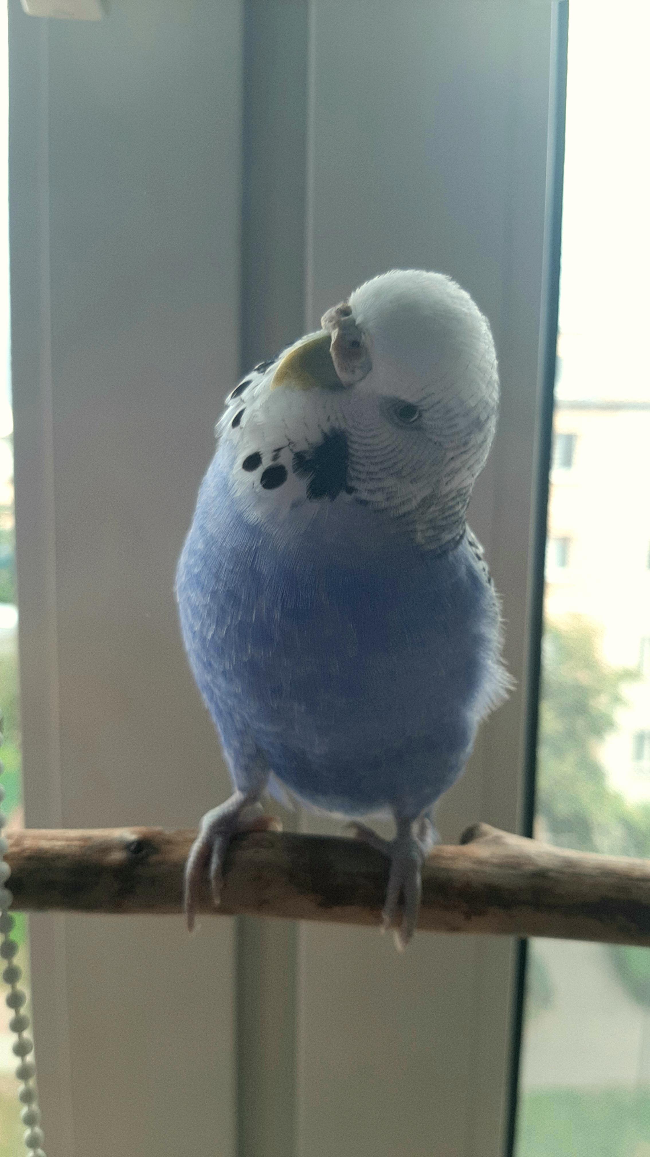 hyellow hoomans, I'm Inko | Scrolller