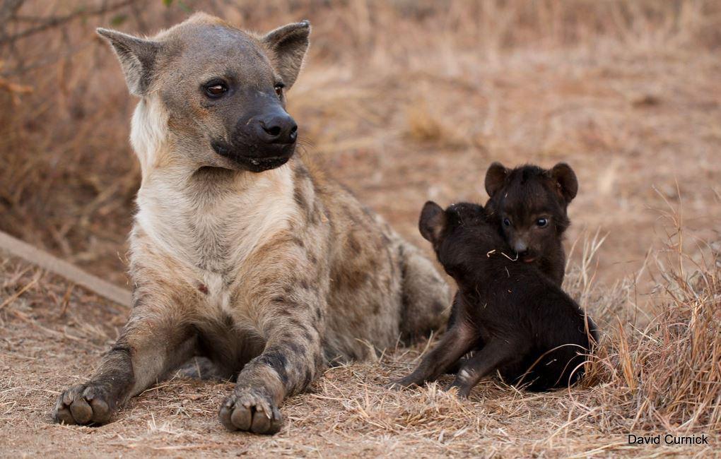 Hyena family enjoying themselves | Scrolller