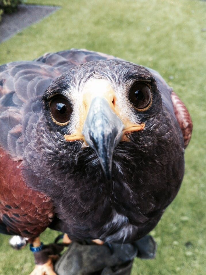 Hypnotizing! | Scrolller