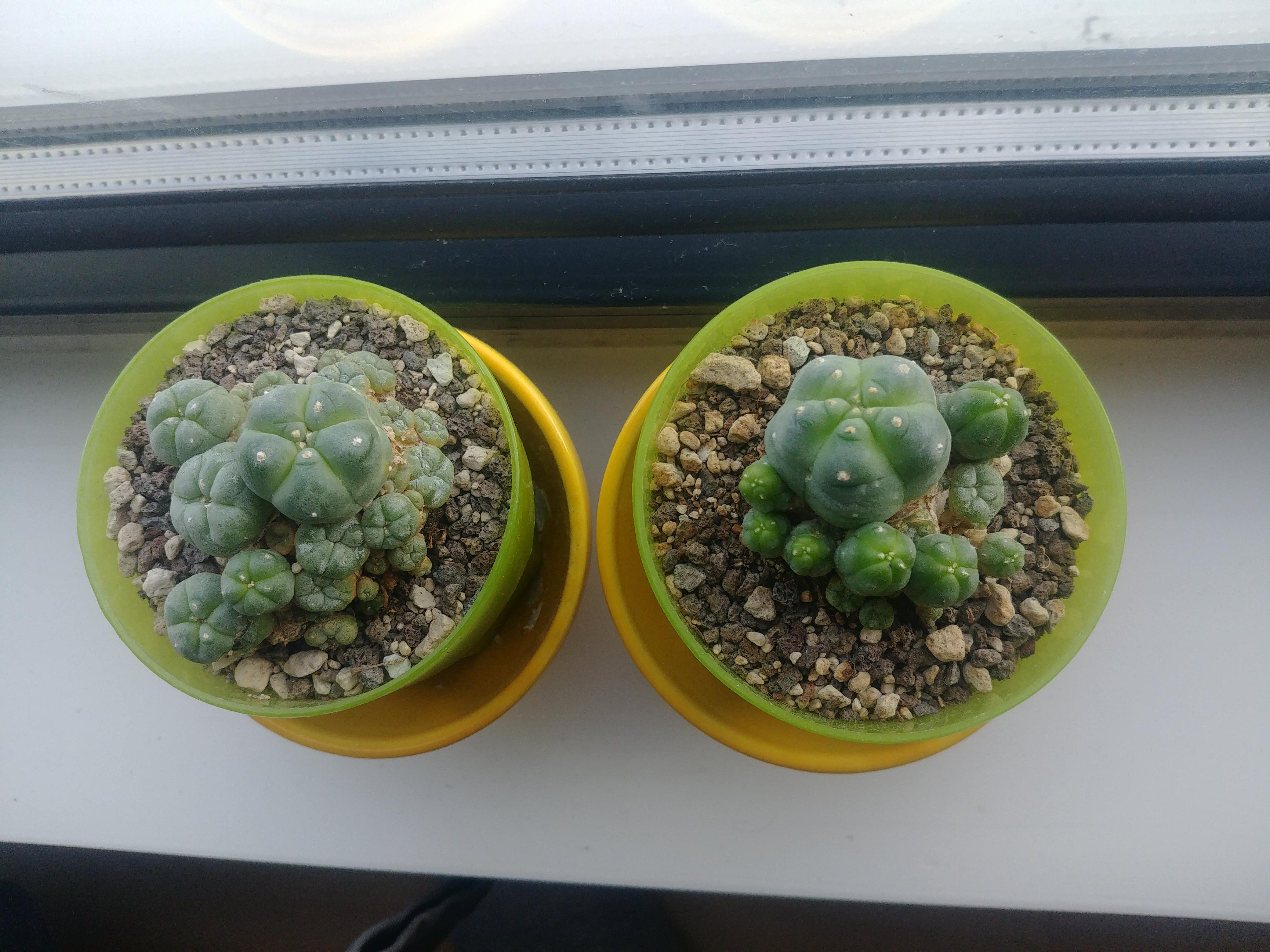 I added plant food to the one on the right, not knowing what I was doing. Does it look healthy ...