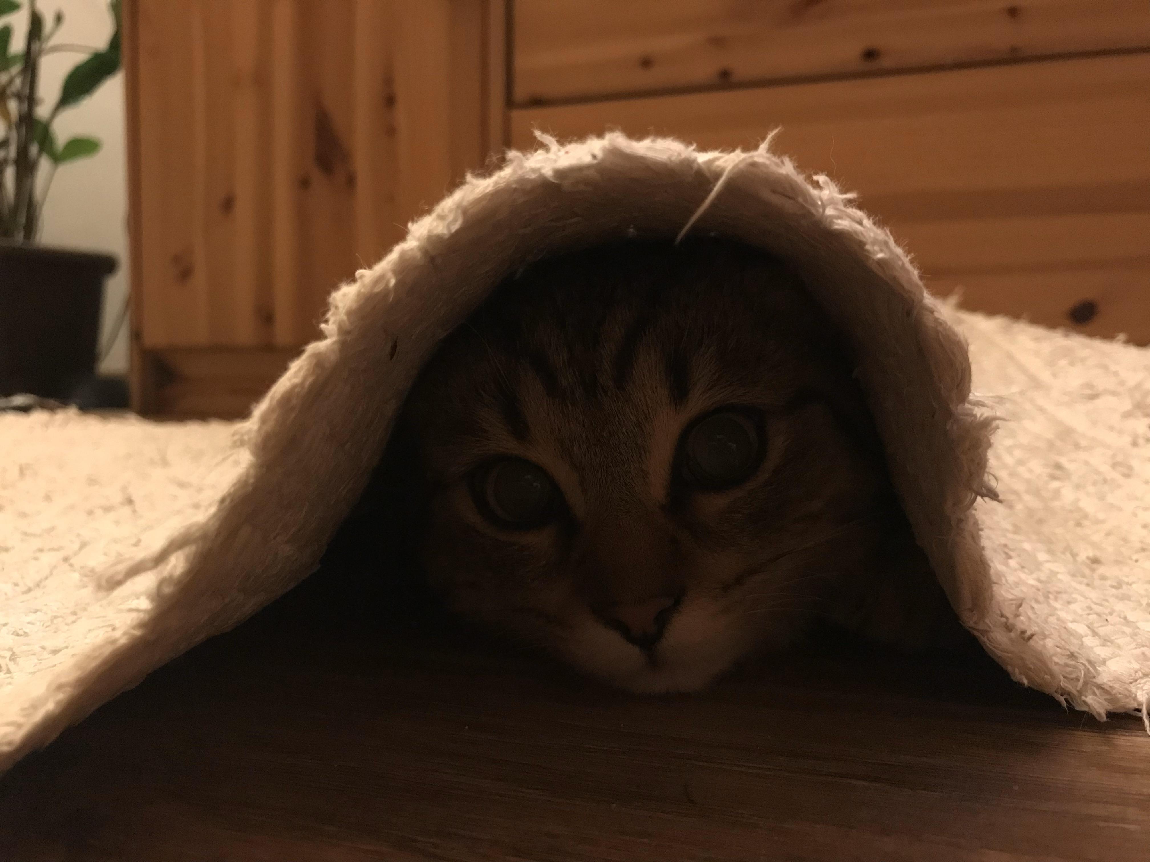 I almost stepped on you, you silly, silly man | Scrolller