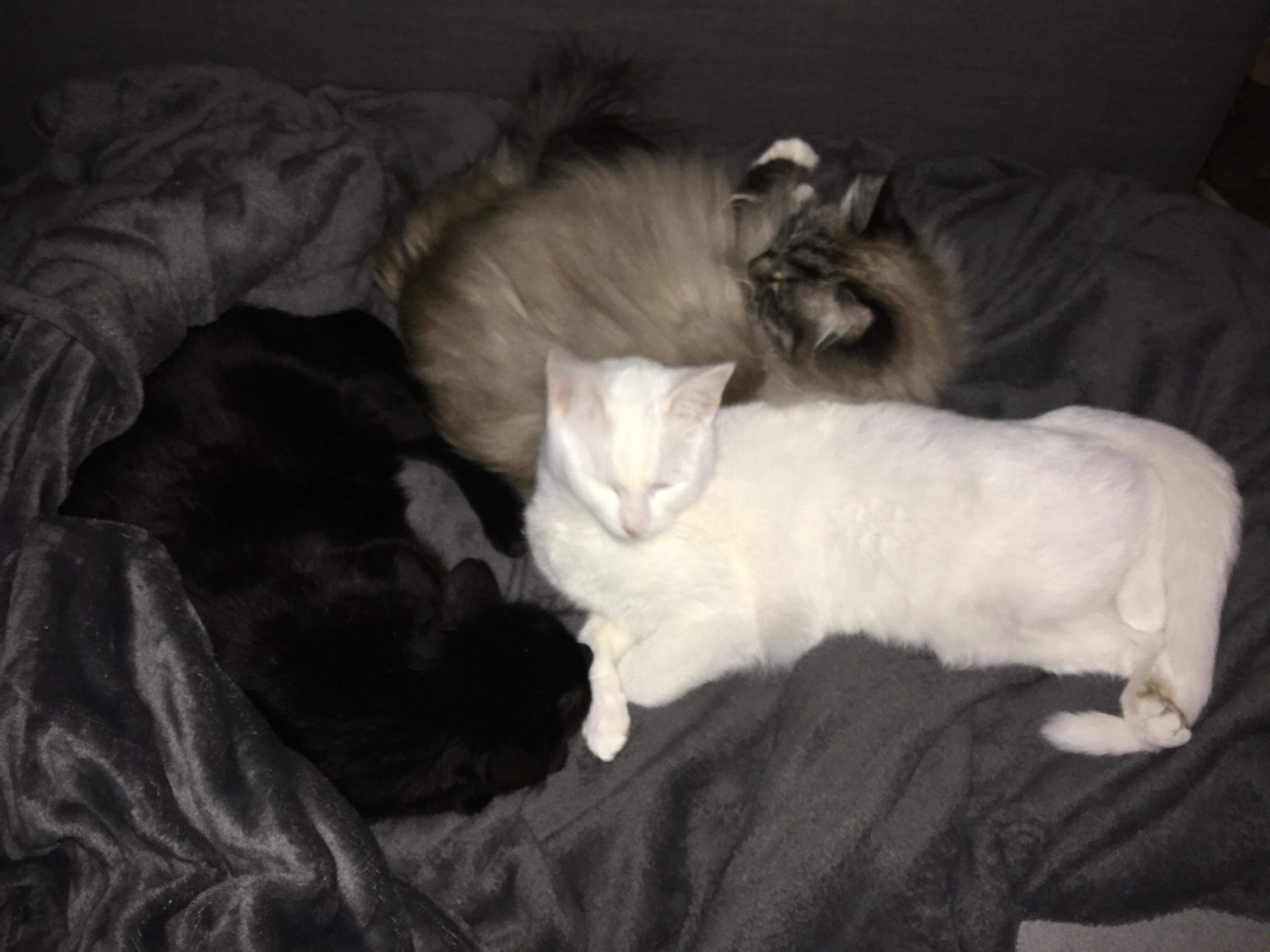 I also have a triple puddle, I guess their new years resolution was to ...