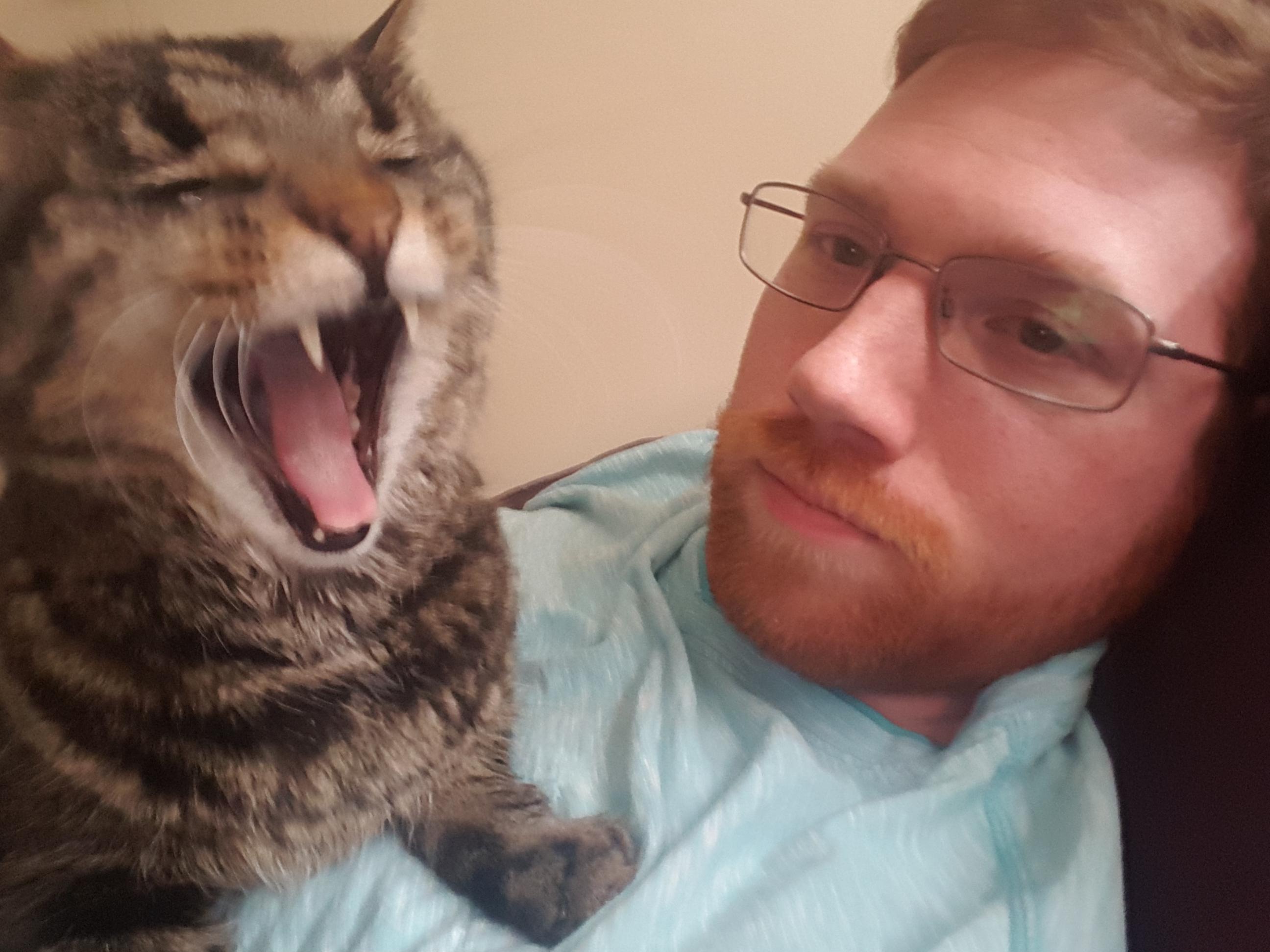I am Cat, hear me yawn! | Scrolller