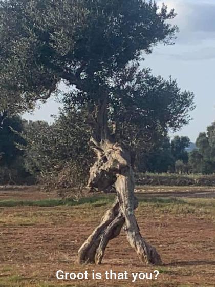 I am Groot? | Scrolller