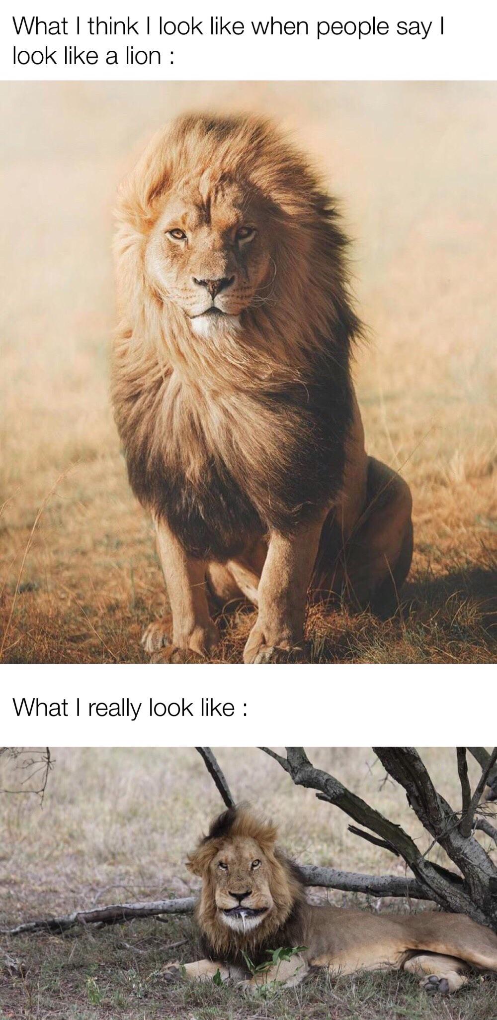 I am the majestic lion | Scrolller