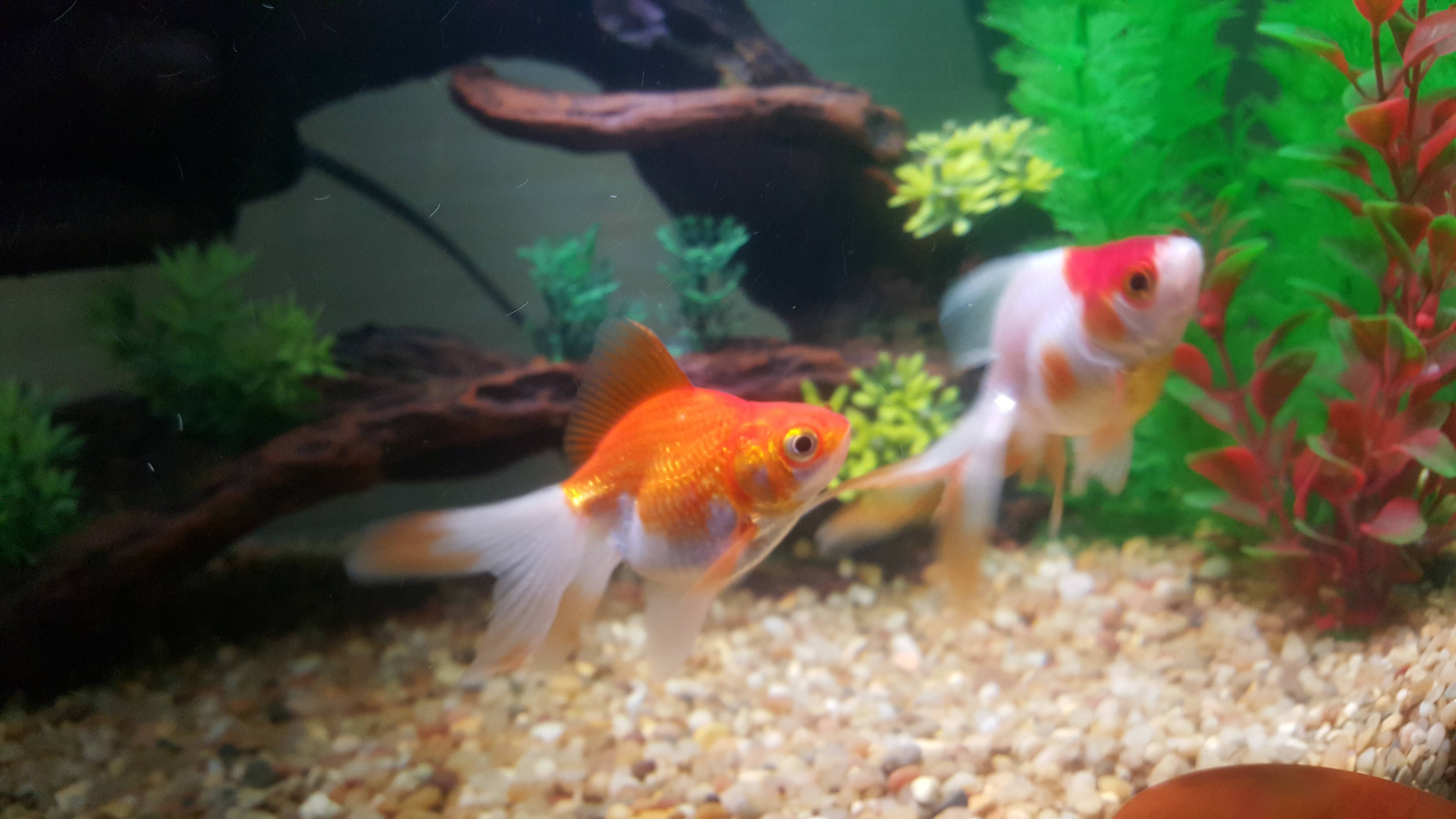 I call them Blub and Blubs. | Scrolller