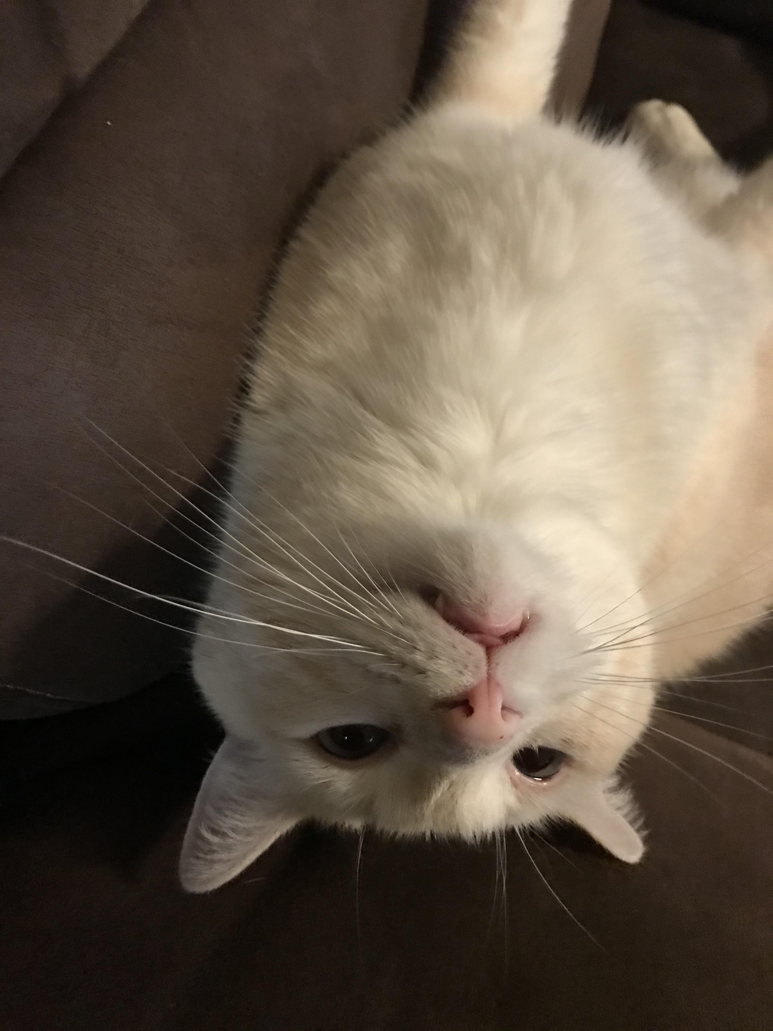 I called his name and he leaned back and gave a little blep | Scrolller