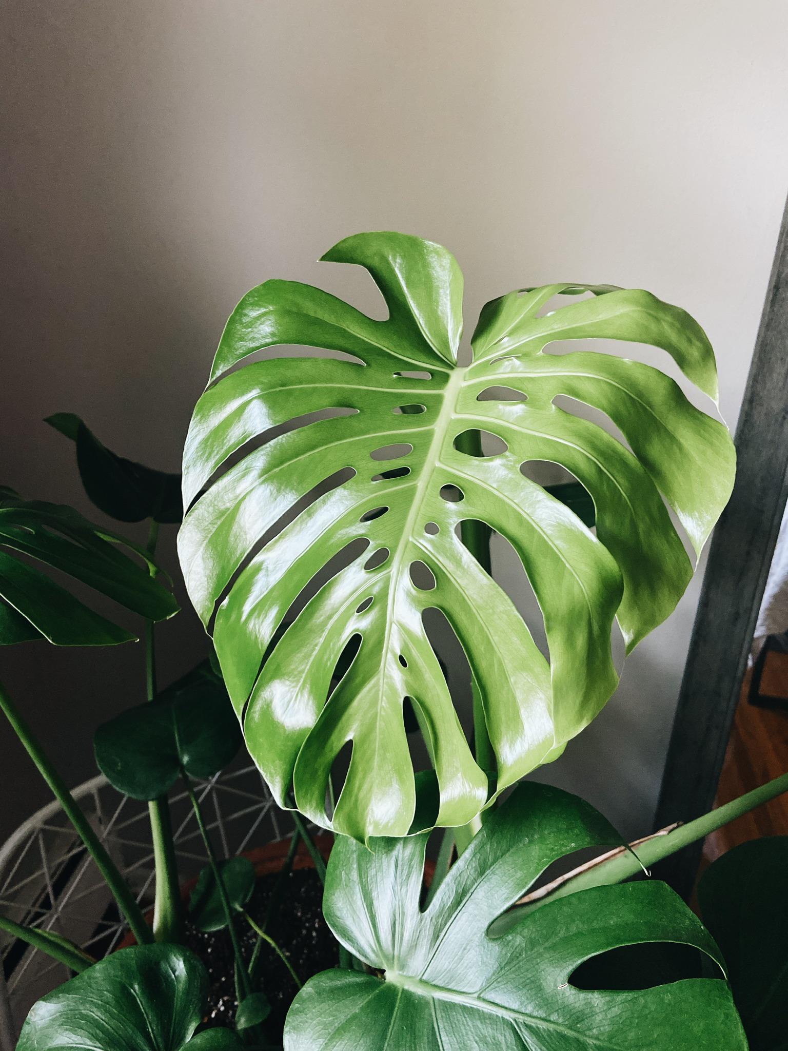 I can’t believe the leaf my Monstera just unfurled I am so proud it’s HUGE | Scrolller