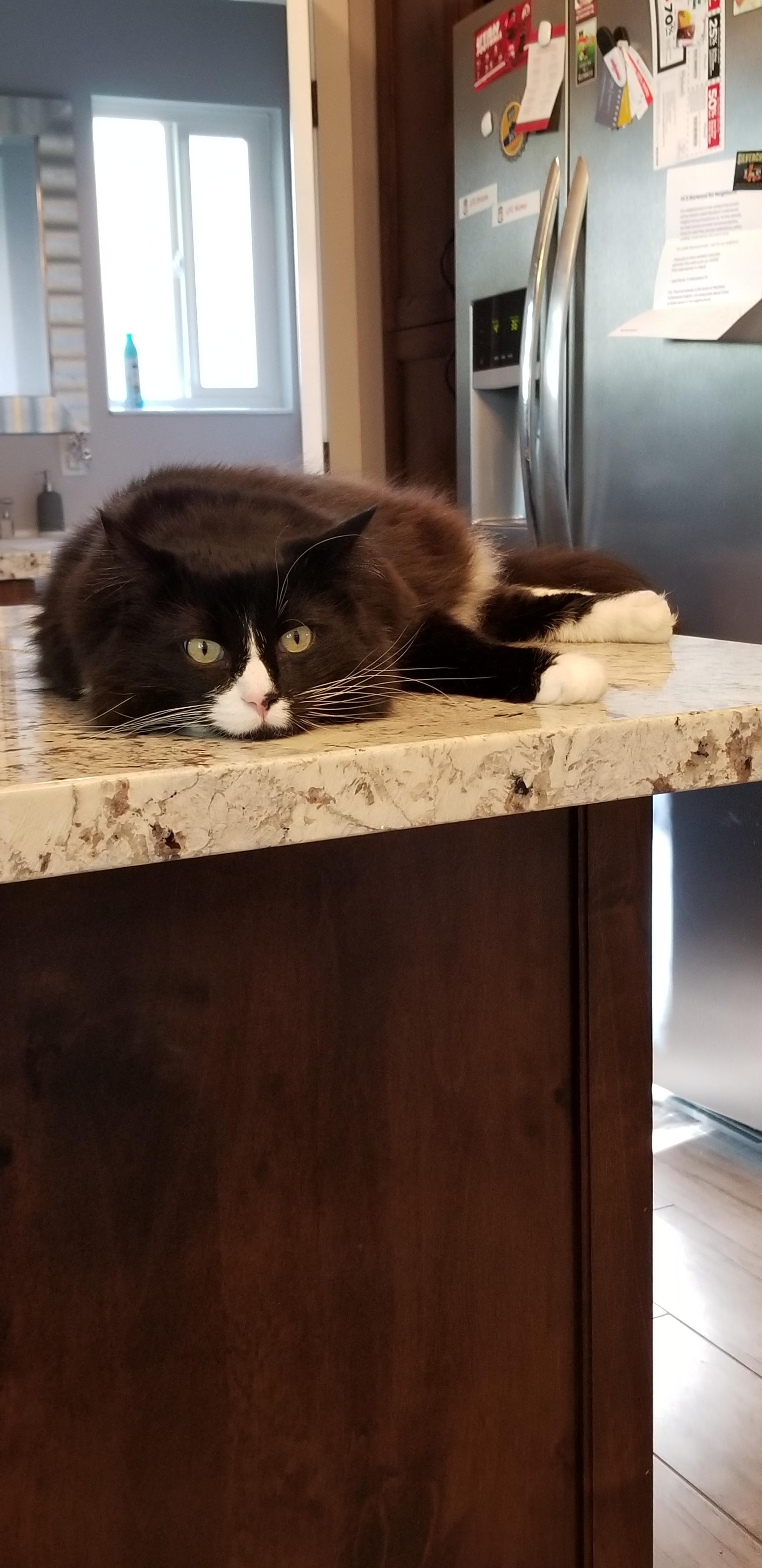 I can't deny him his favorite counter top | Scrolller