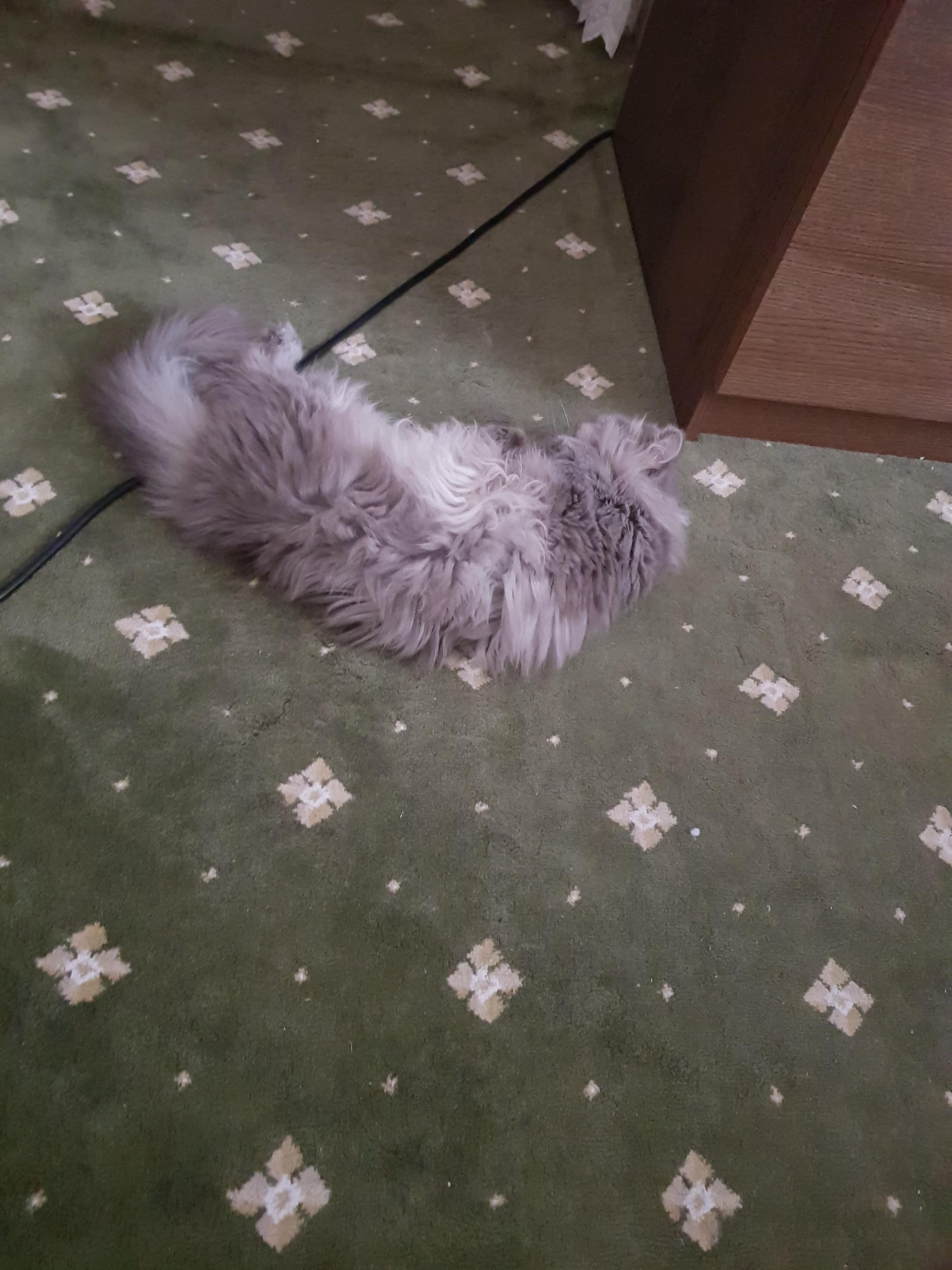 I cant tell if shes dead or sleeping | Scrolller