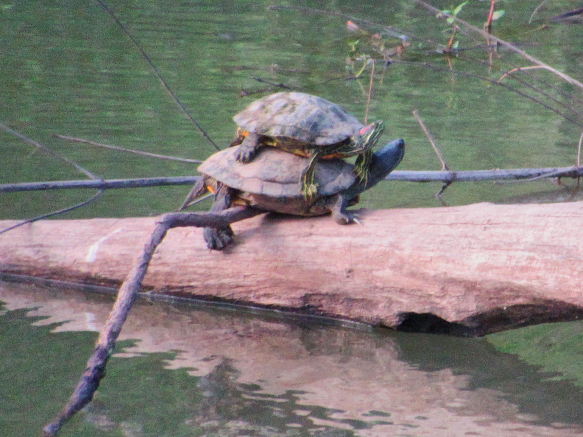 I caught two local residents not abiding by the rules of social distance. | Scrolller