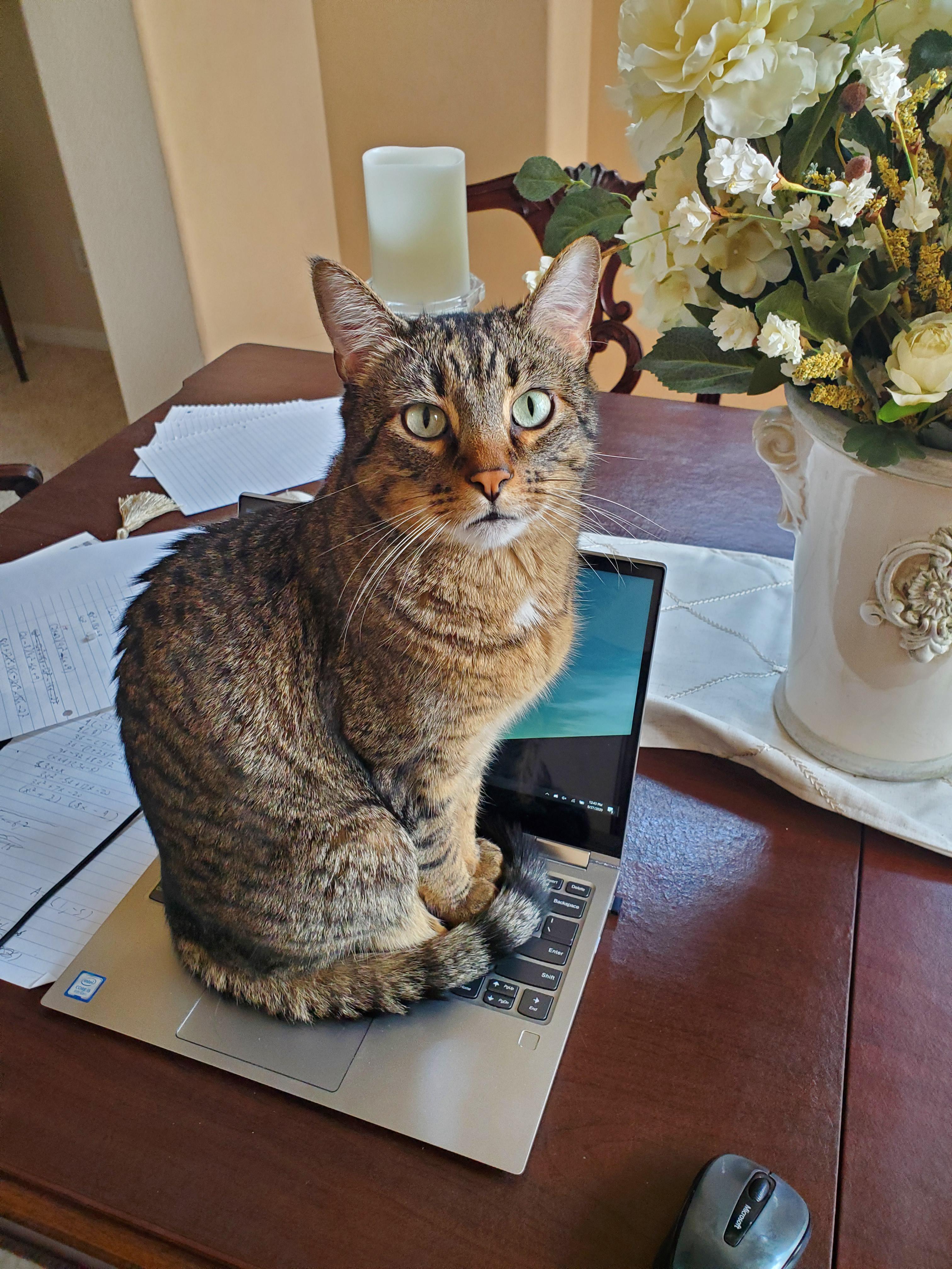 I demand your attention human | Scrolller